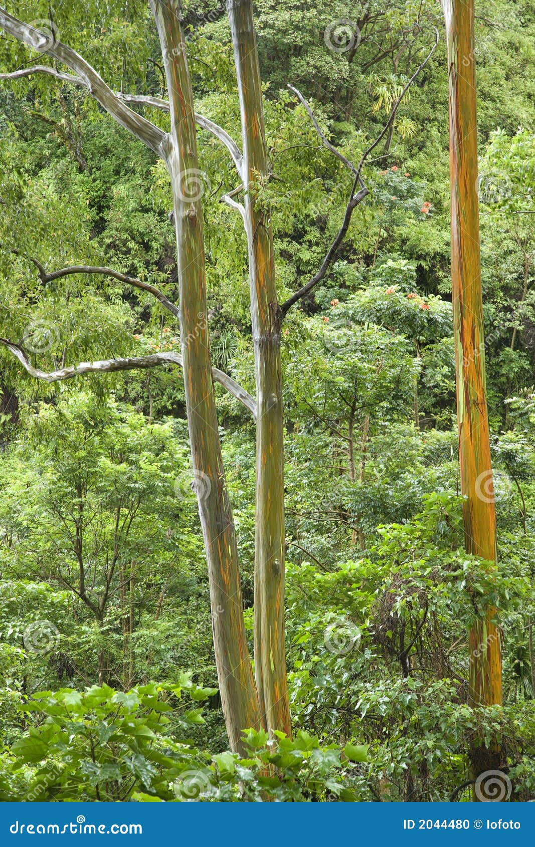 Rainbow Eucalyptus Trees. Royalty-Free Stock Image | CartoonDealer.com ...