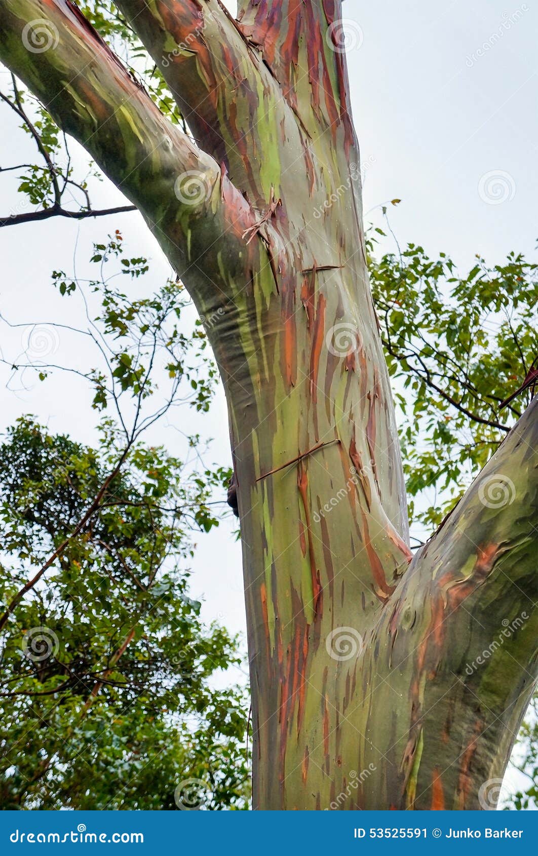 Rainbow Eucalyptus Trees, Maui, Hawaii, USA Stock Image - Image of ...