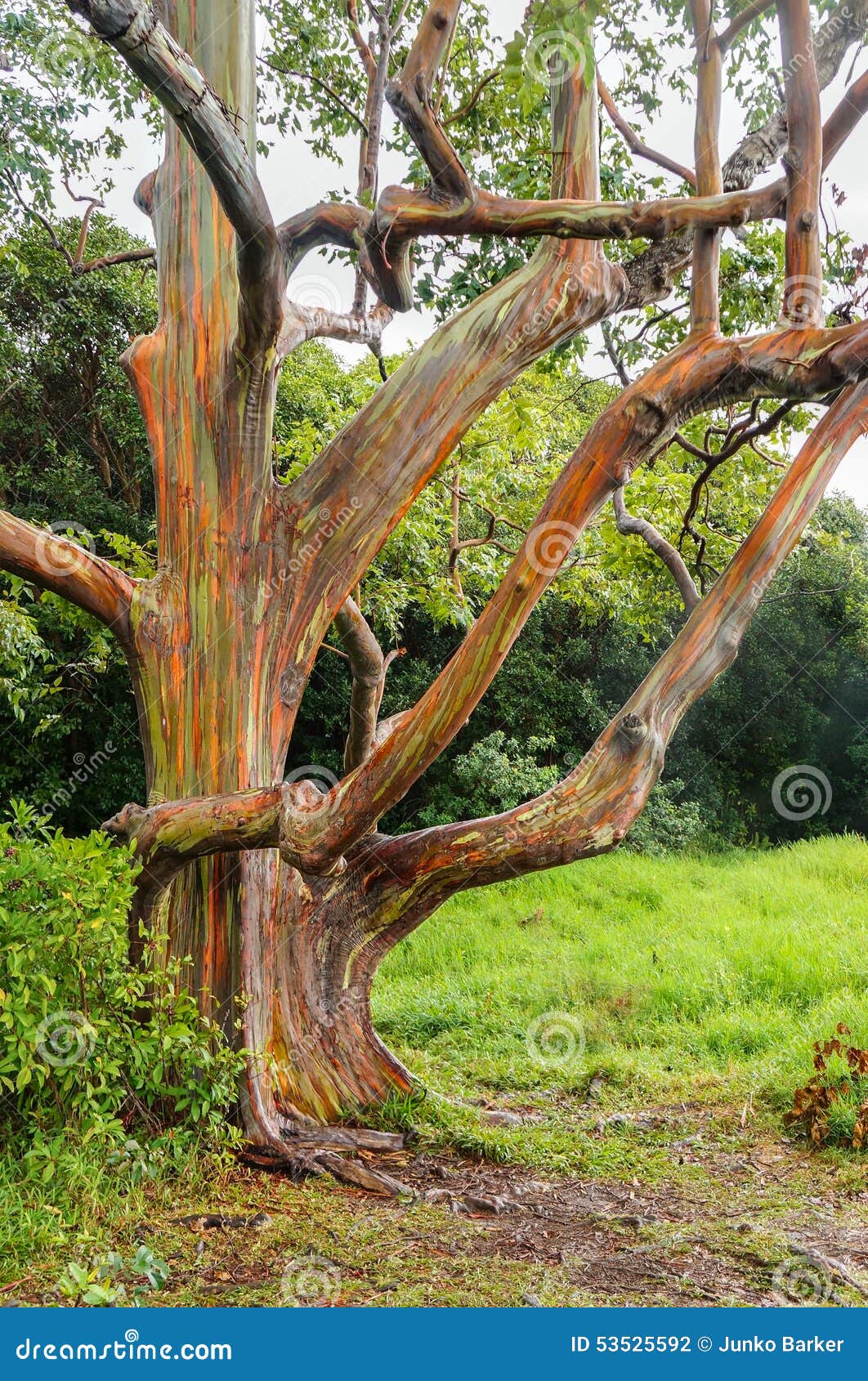 Rainbow Eucalyptus Trees, Maui, Hawaii, USA Stock Photo - Image of ...