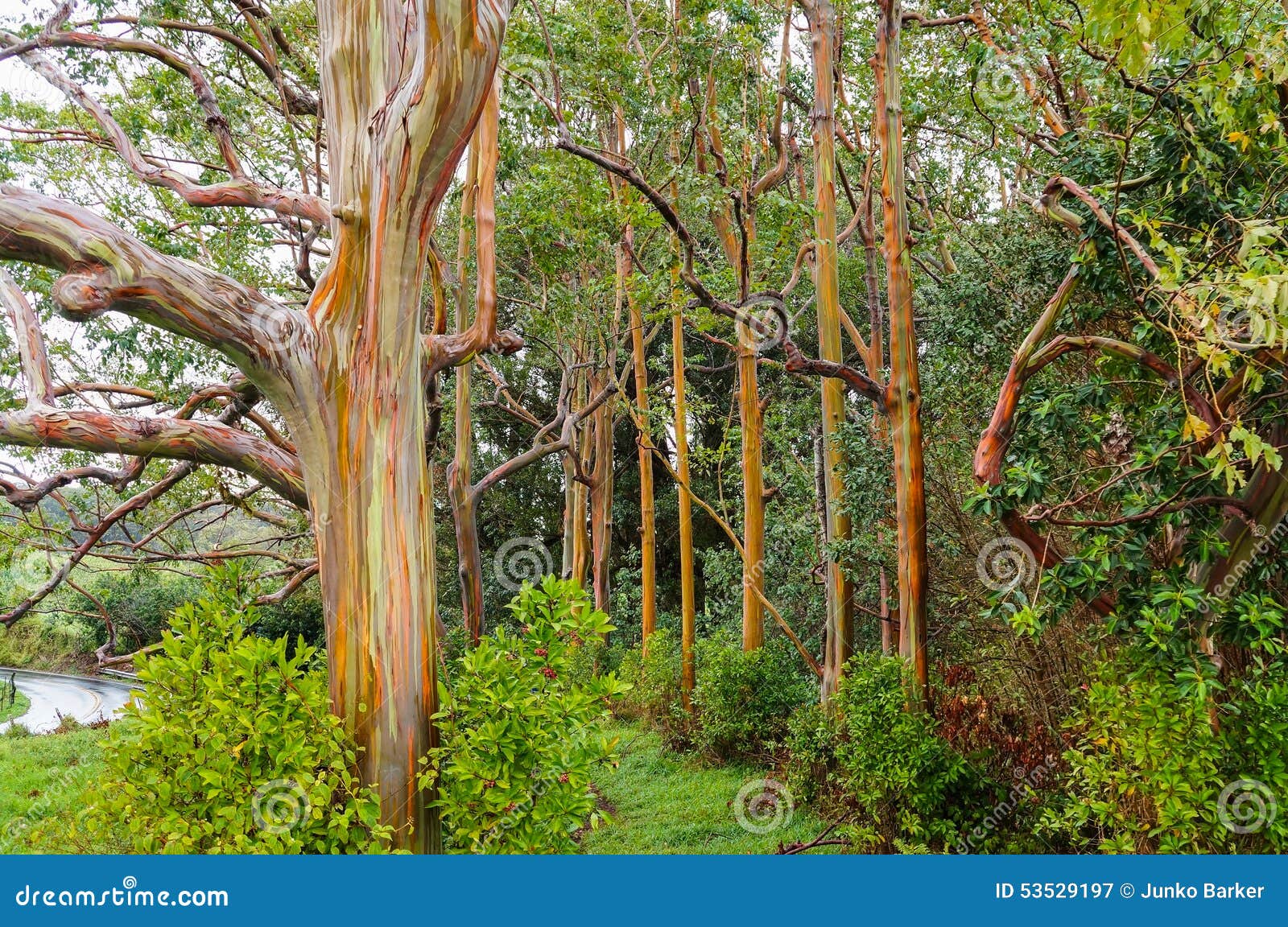 Rainbow Eucalyptus Trees, Maui, Hawaii, USA Stock Image - Image of ...
