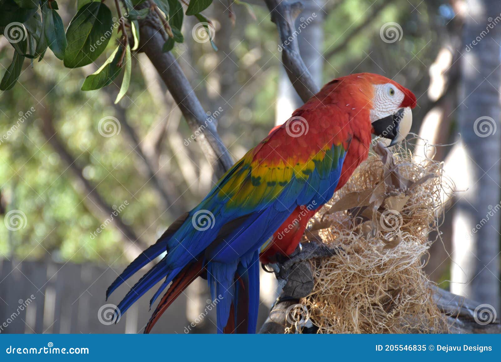 Rainbow of Feathers Down a Parrots Back Stock Image - Image of scarlet ...