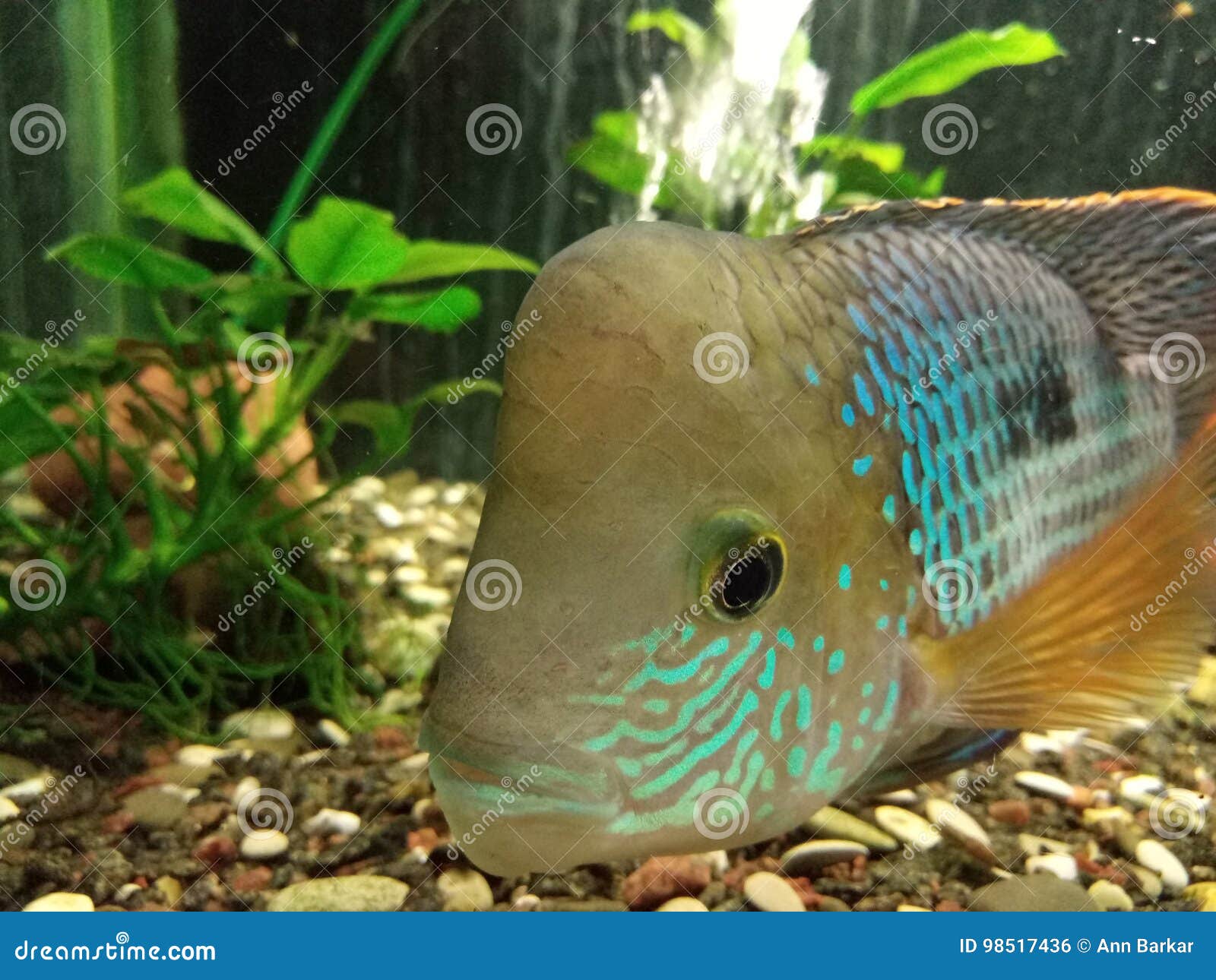Rainbow fish stock photo. Image of rainbow, fish, rocks - 98517436