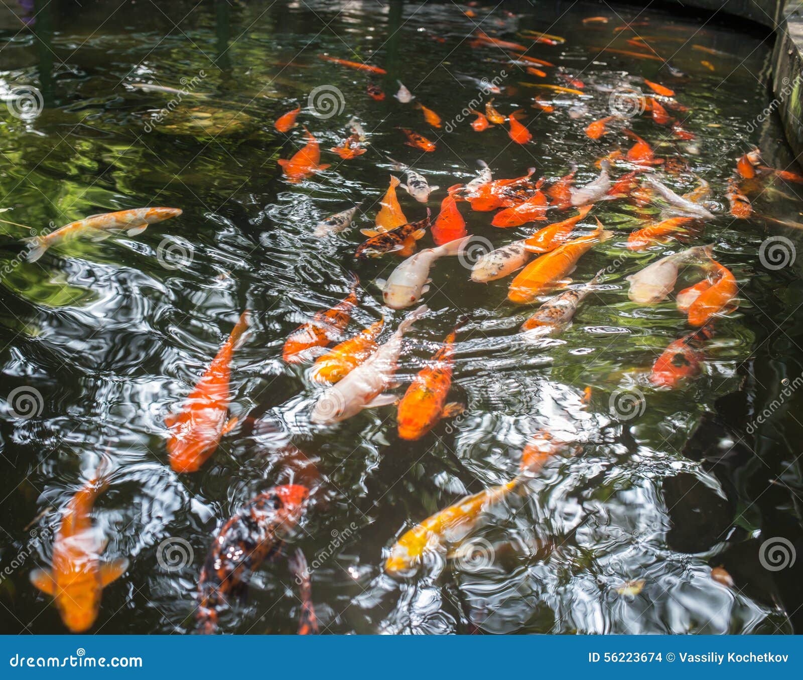 Rainbow Fish in the Chinese Pond Stock Photo - Image of orange, aquatic ...