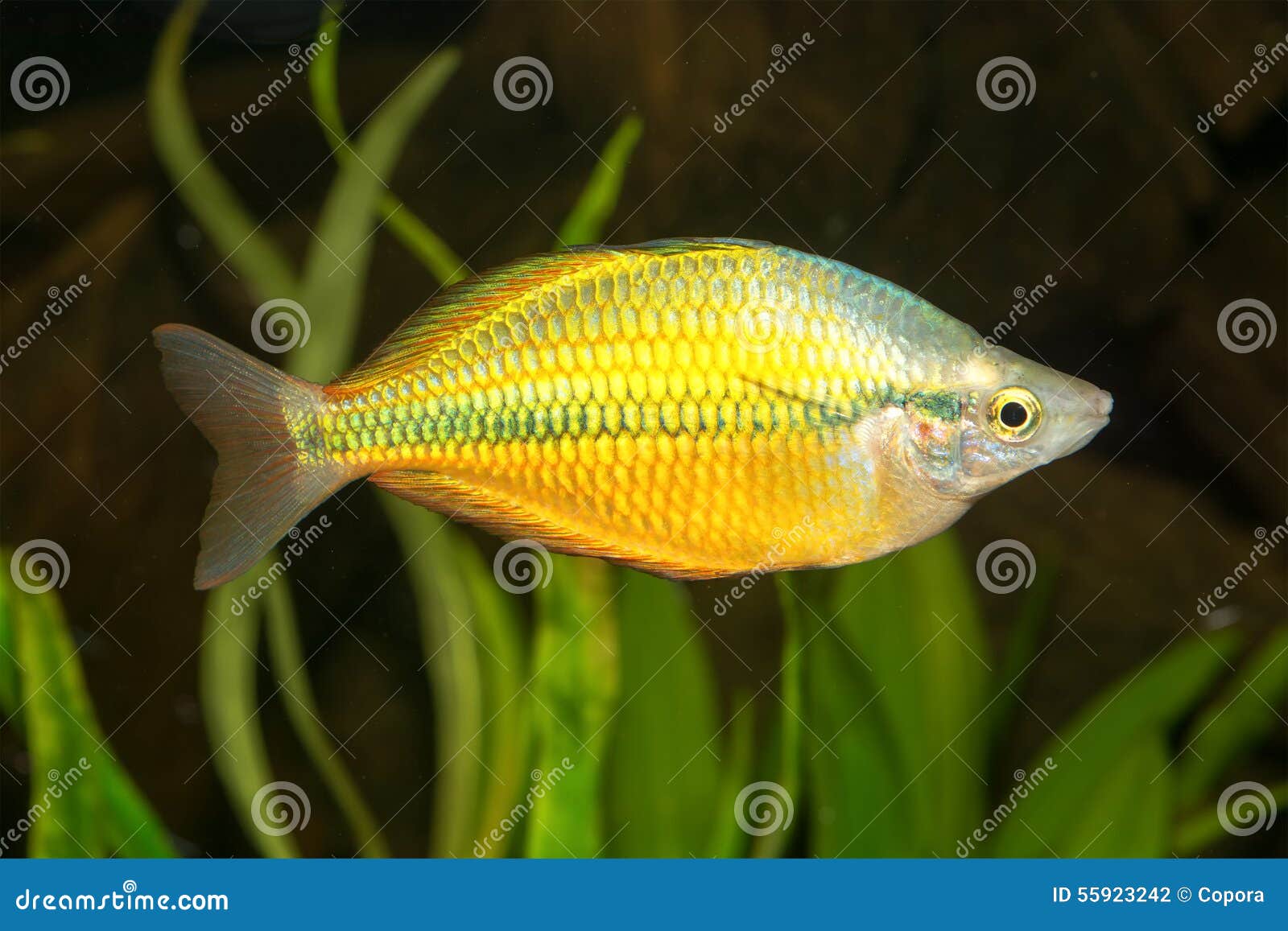 Rainbow fish stock photo. Image of color, melanotaenia - 55923242