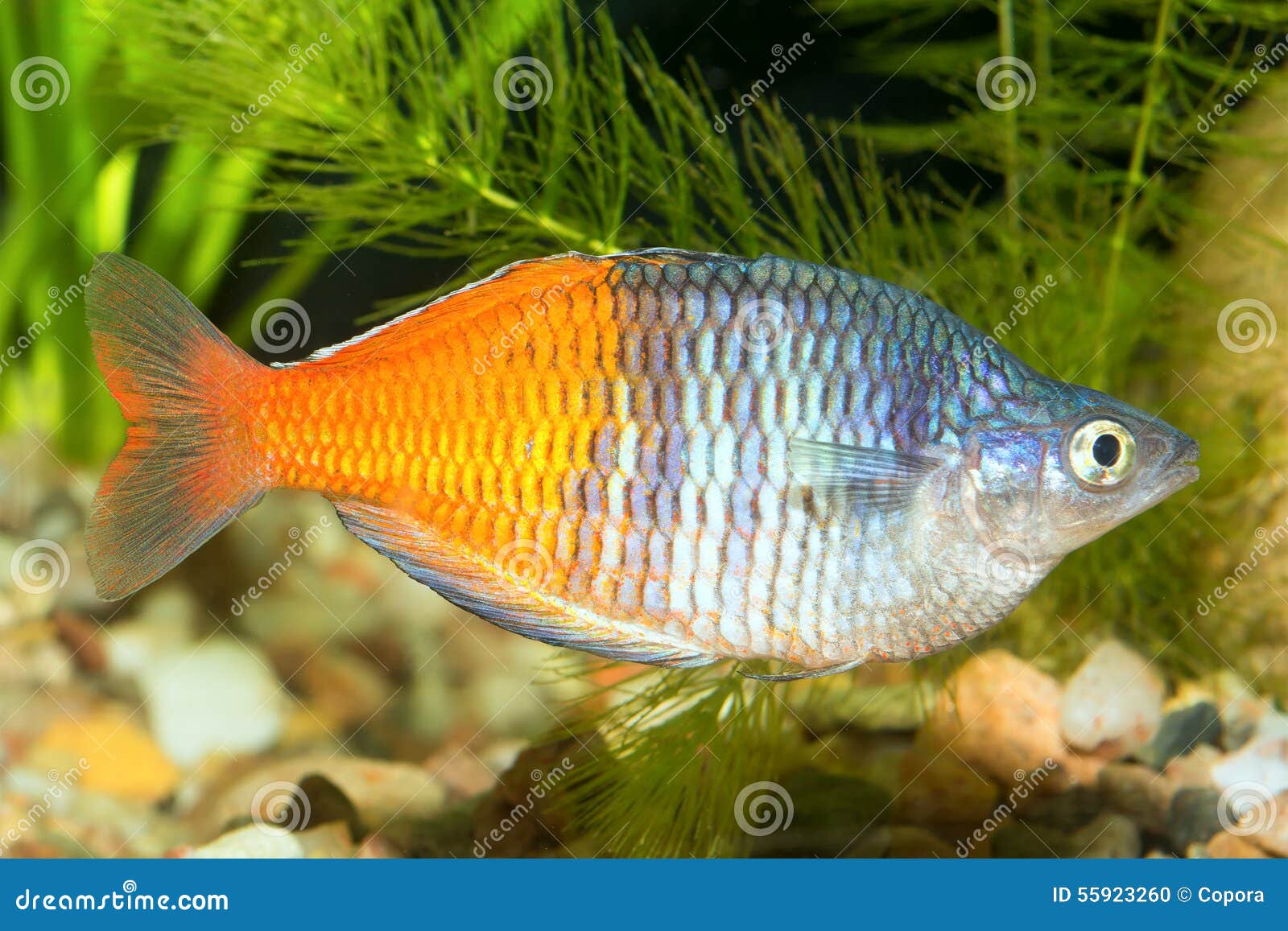 Rainbow Fish Stock Photography | CartoonDealer.com #55923260