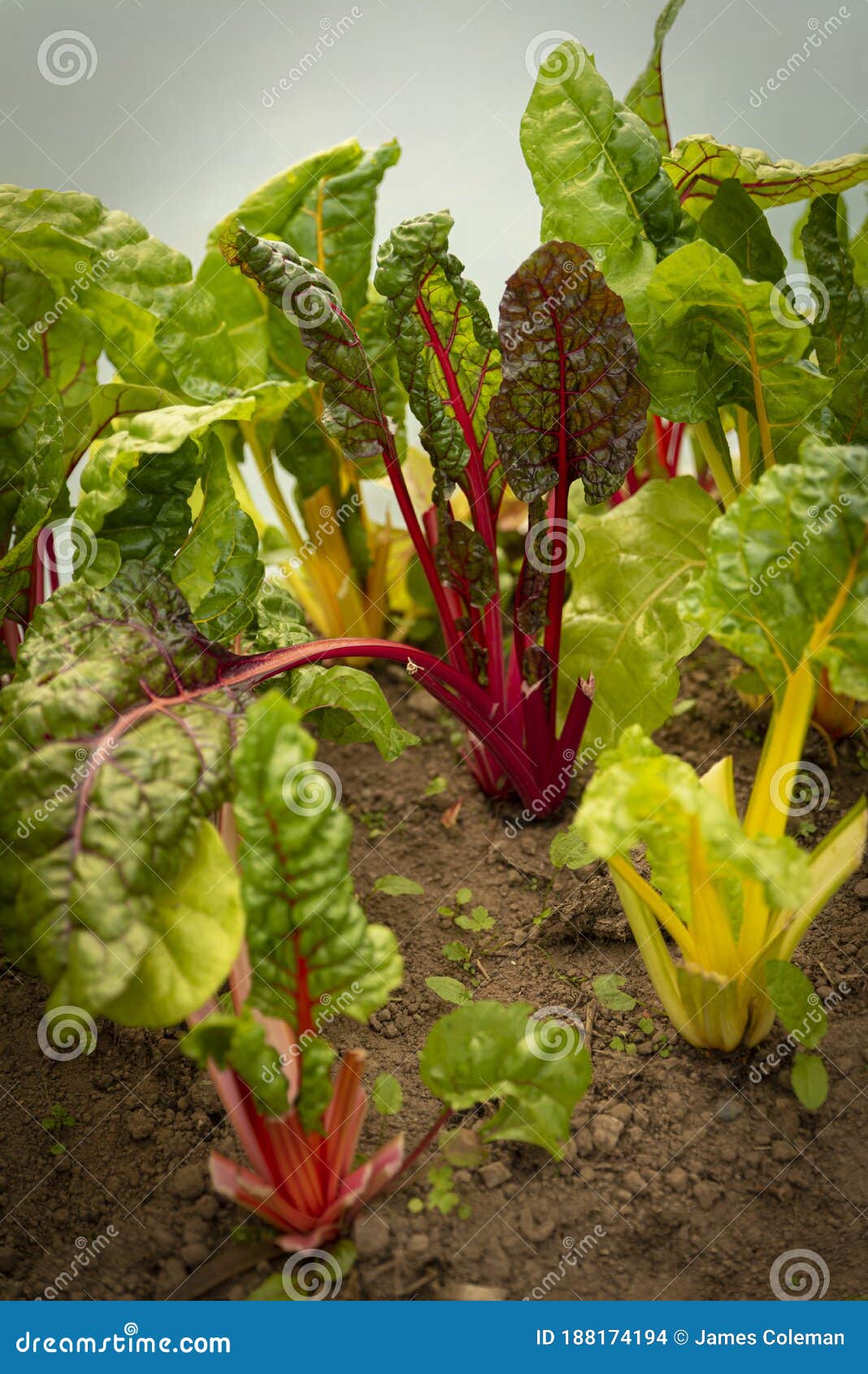 Rainbow or Five Colour Chard Stock Photo - Image of crop, multi: 188174194