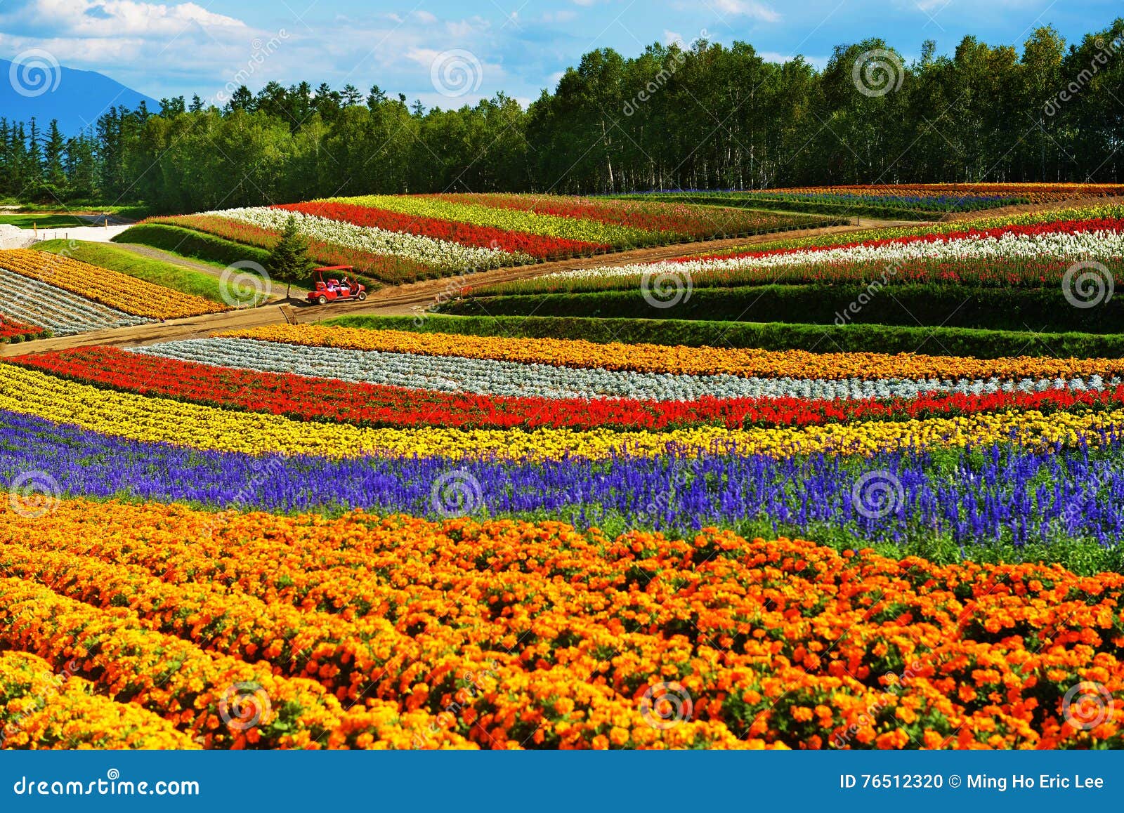 Rainbow flower farm stock photo. Image of levanda, colorful - 76512320