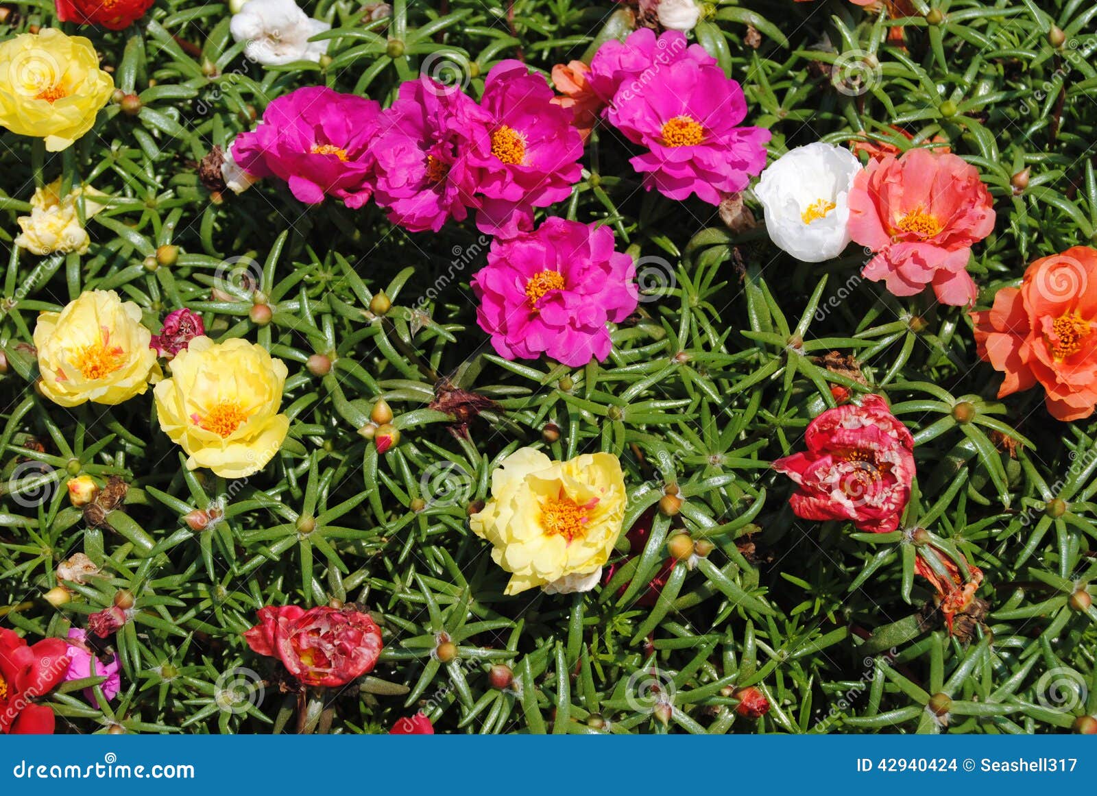 Portulaca Mix Stock Photos - Free & Royalty-Free Stock Photos from ...