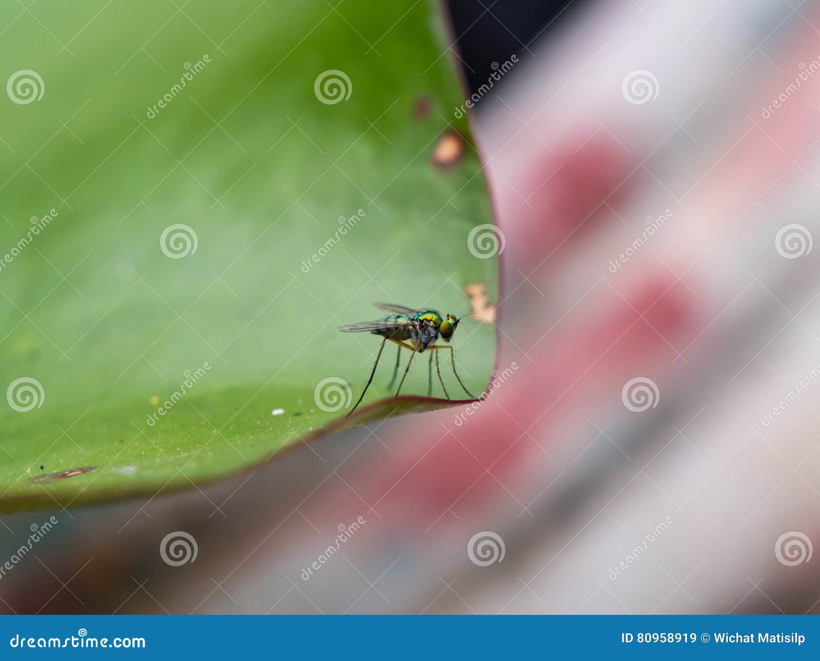 Rainbow Fly Standing stock image. Image of domestic, nectar - 80958919