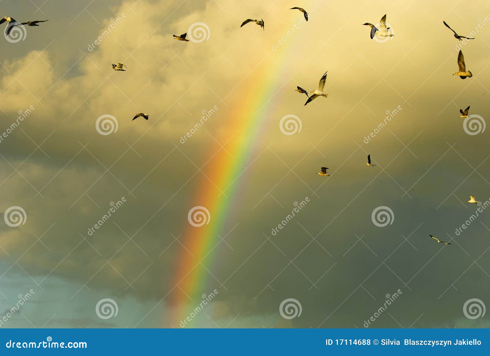 Rainbow and flying birds stock photo. Image of mediterranean - 17114688