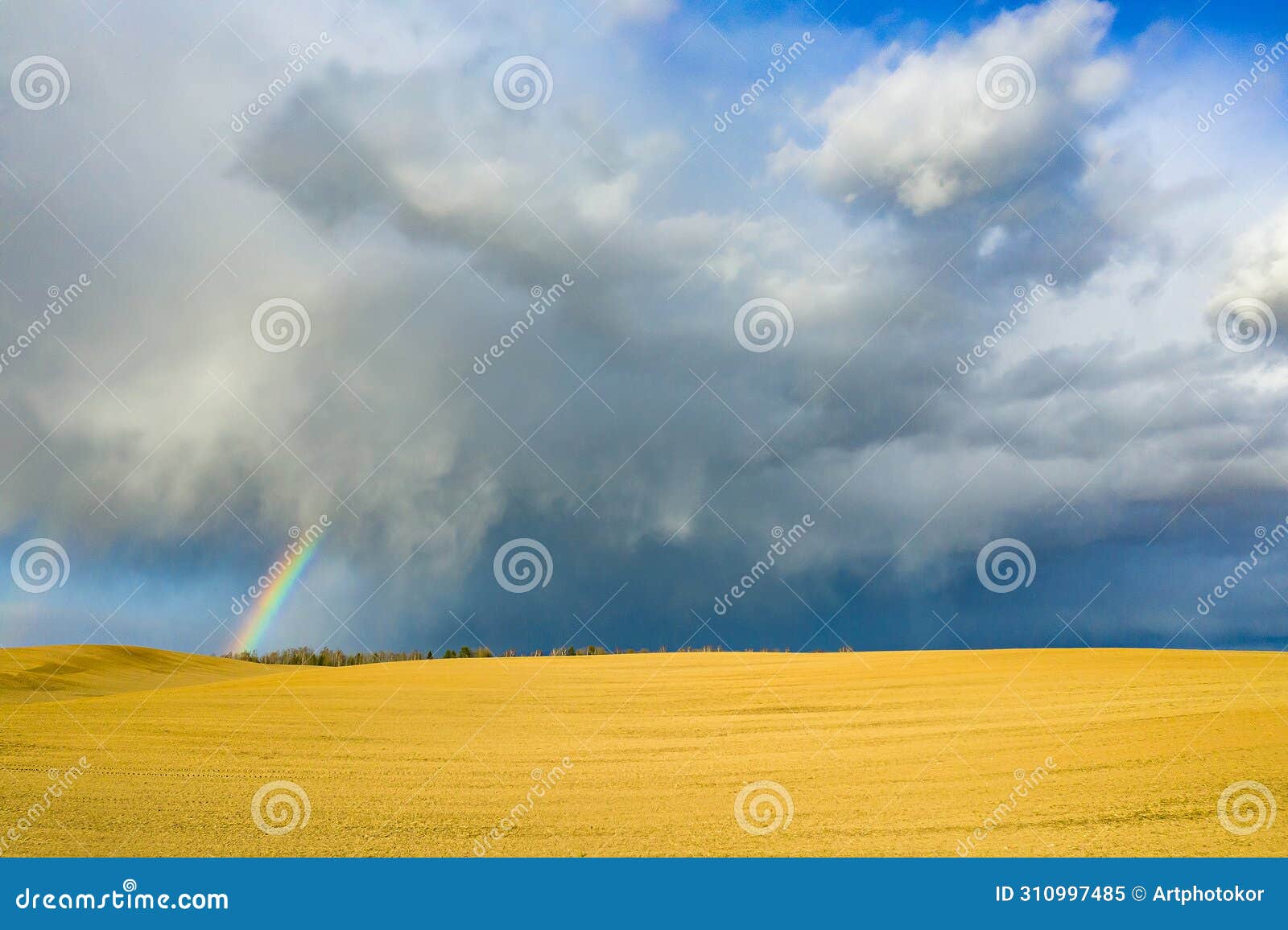 Rainbow during Heavy Rain on a Yellow Field Stock Image - Image of ...