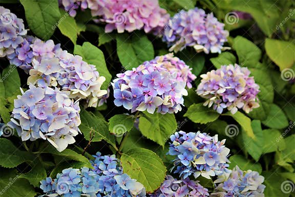 Rainbow Irish Hydrangeas stock image. Image of morning - 124132899