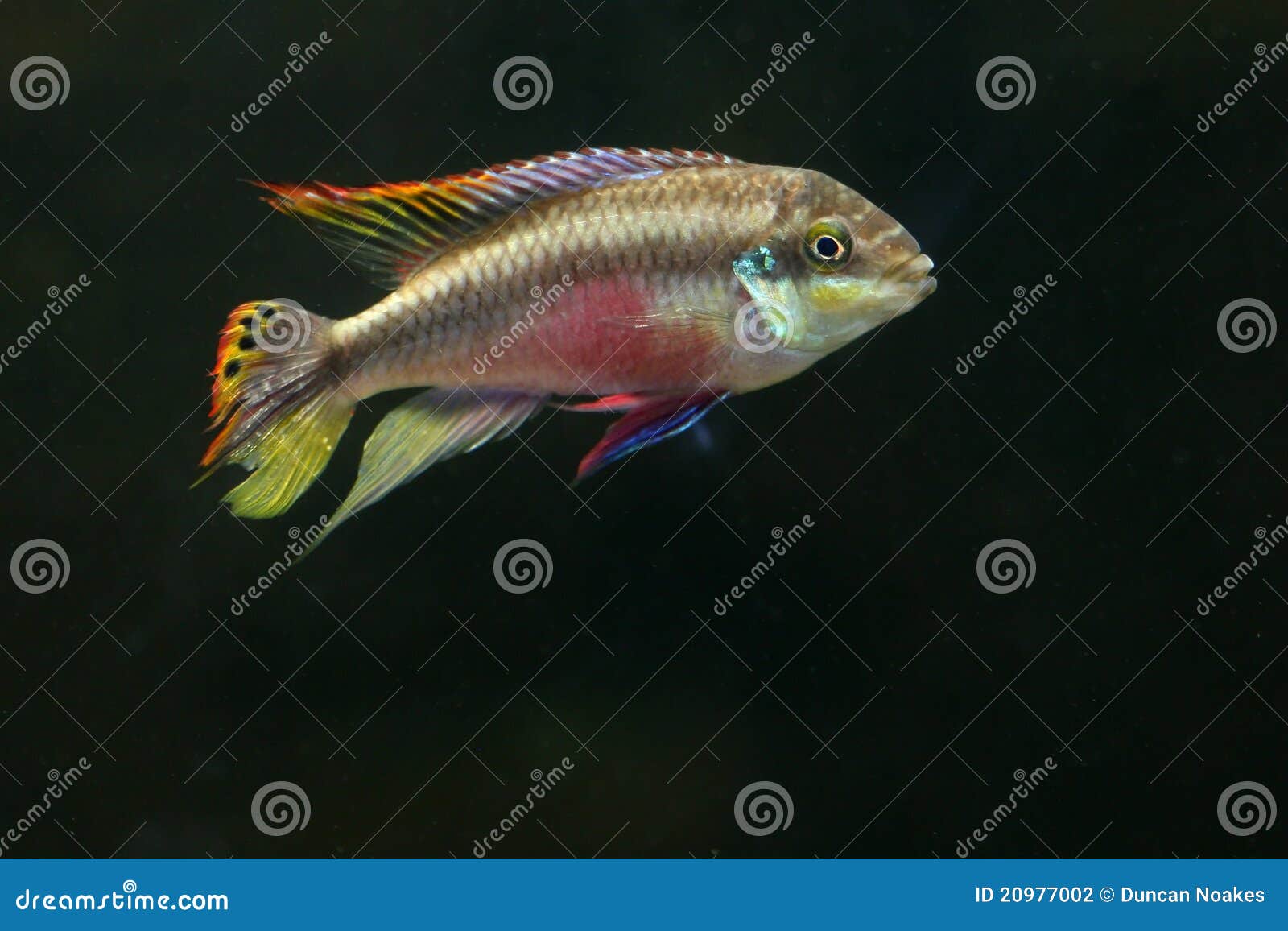 Rainbow Fish Stock Photography | CartoonDealer.com #55923260