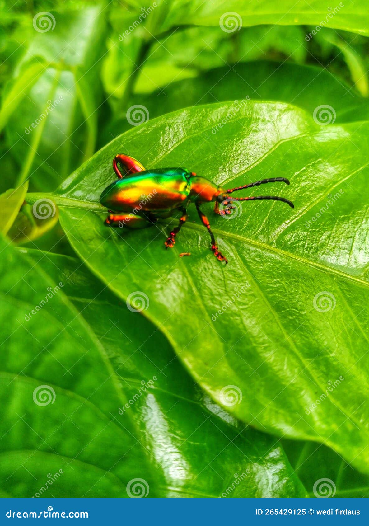 A Rainbow Leaf Beetle Relaxing on a Leaf. a Lone but Comfident Stock ...