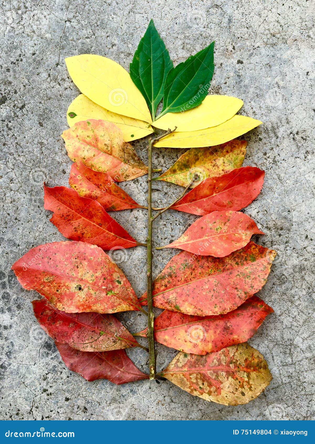 Rainbow leaf stock photo. Image of concept, life, rainbow - 75149804