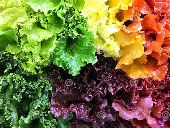 A Rainbow of Lettuce Varieties Stock Illustration - Illustration of ...