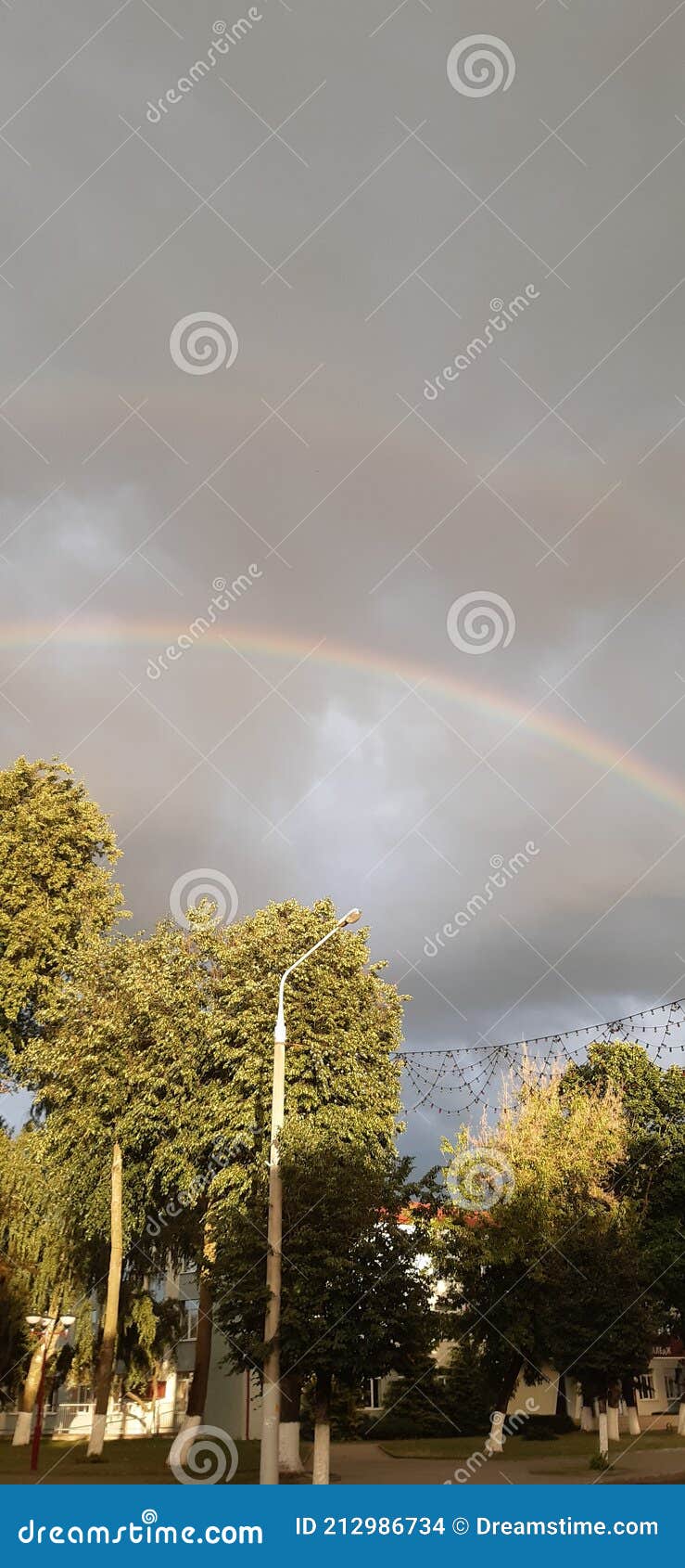 Rainbow LGBTQ trees stock photo. Image of leaf, autumn - 212986734