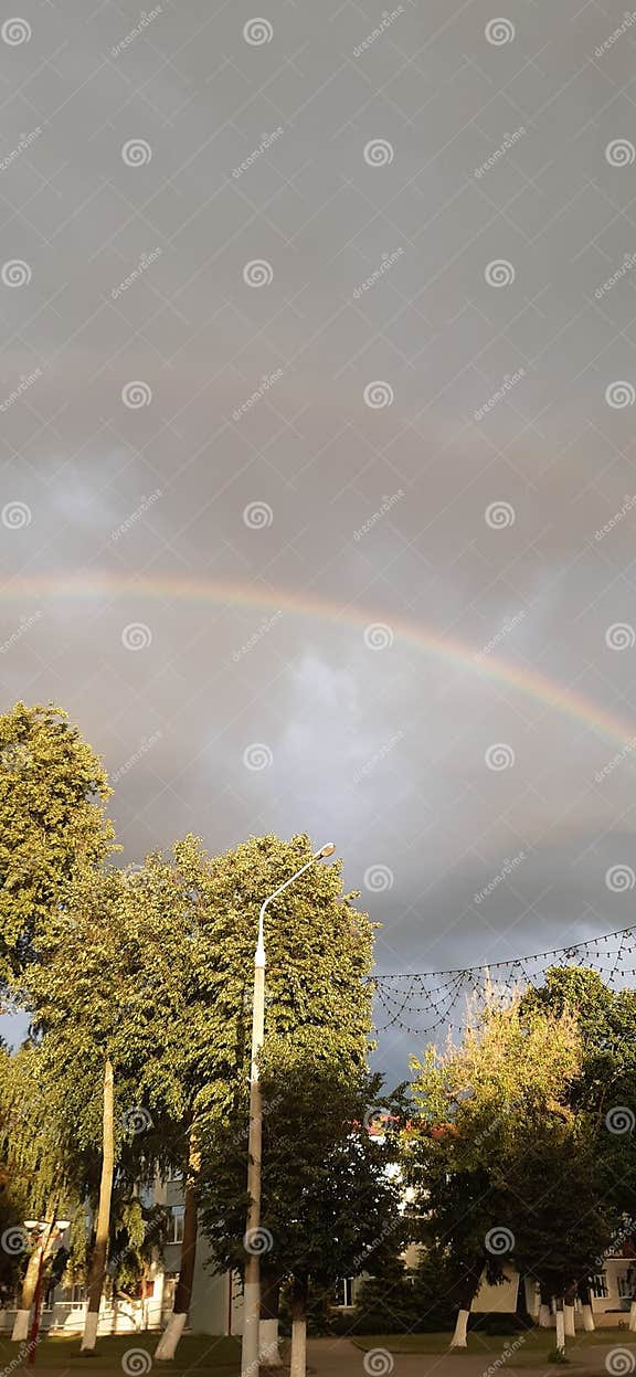 Rainbow LGBTQ trees stock photo. Image of leaf, autumn - 212986734