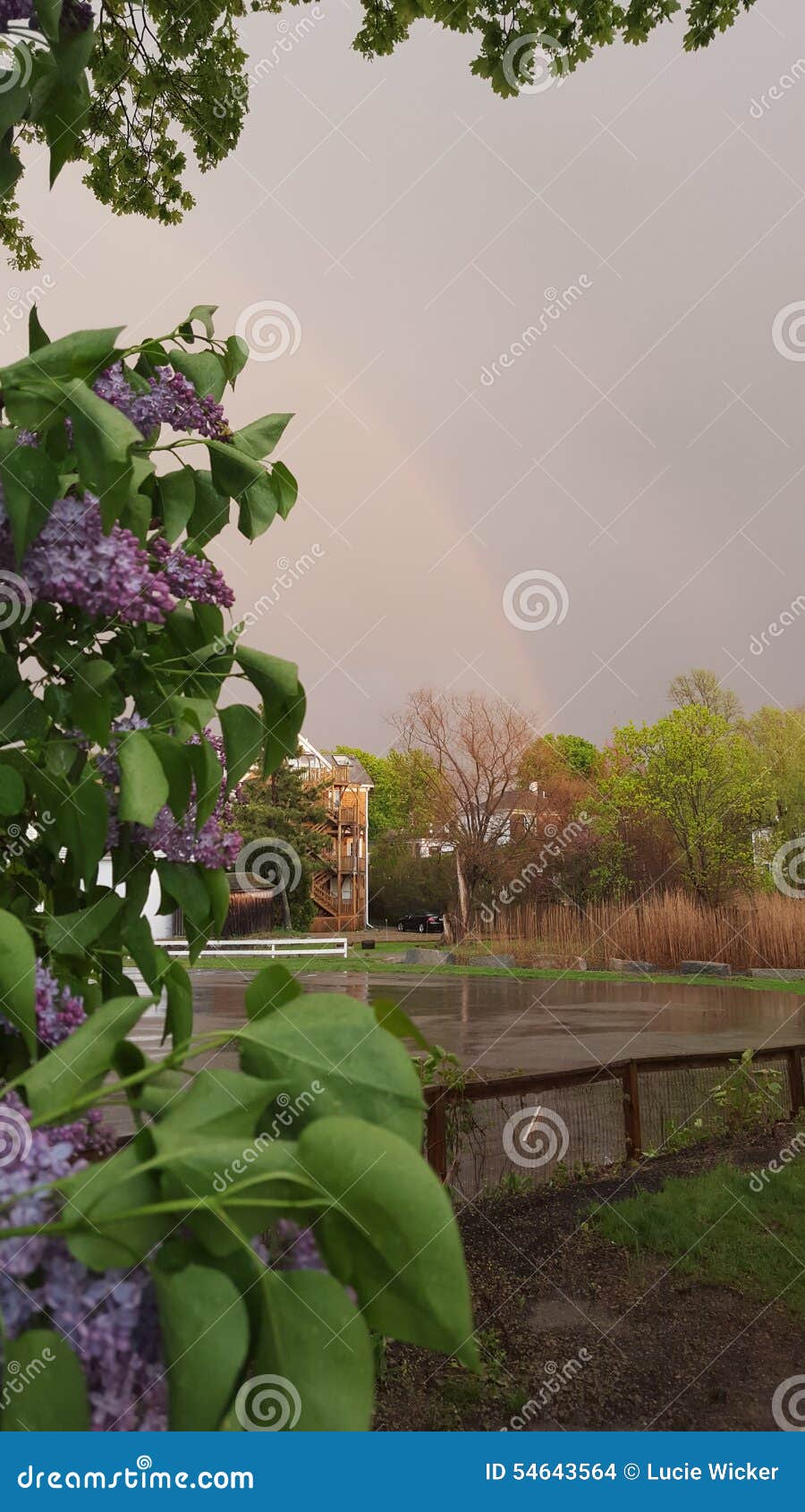Rainbow and lilacs stock photo. Image of rainbow, lilacs - 54643564