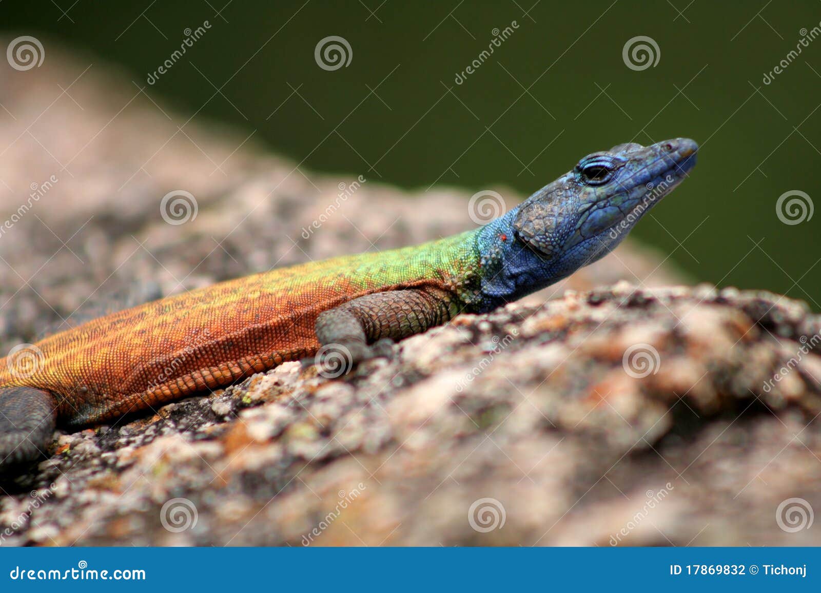 Rainbow Lizard stock photo. Image of africa, lizard, national - 17869832