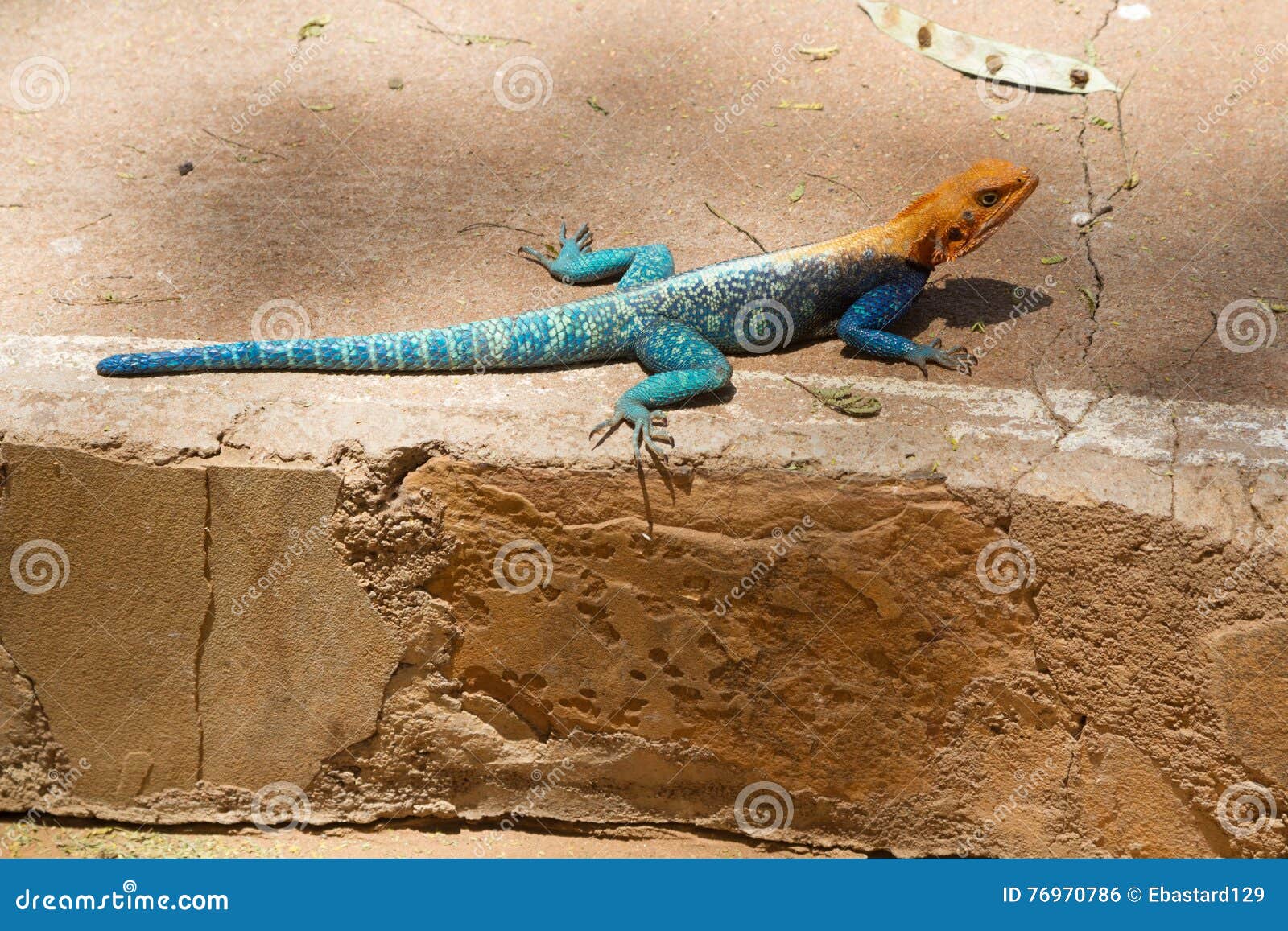 Rainbow Lizard stock photo. Image of reptile, animal - 76970786