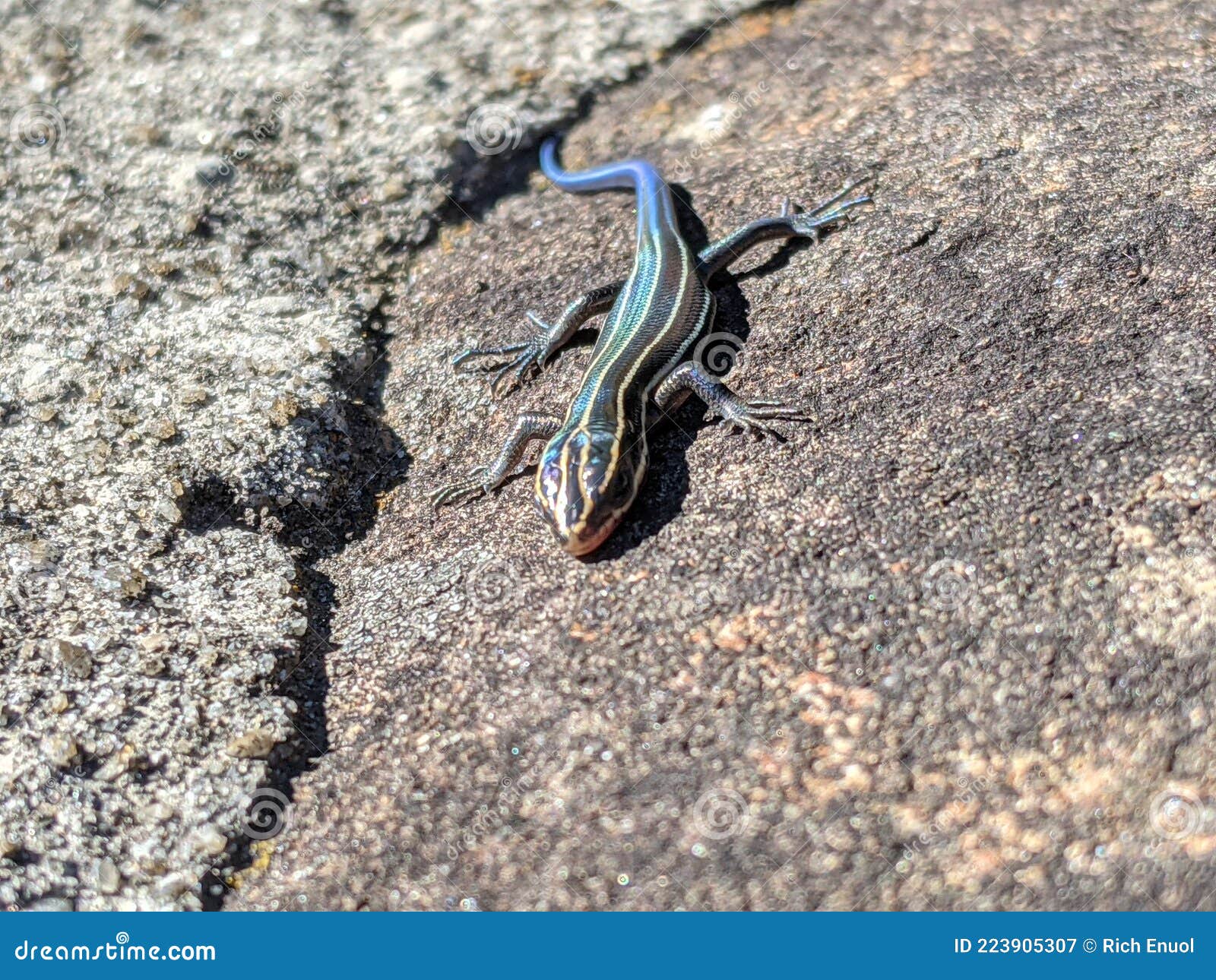 Rainbow Lizard Reynolda Garden Stock Image - Image of rainbow, wildlife ...
