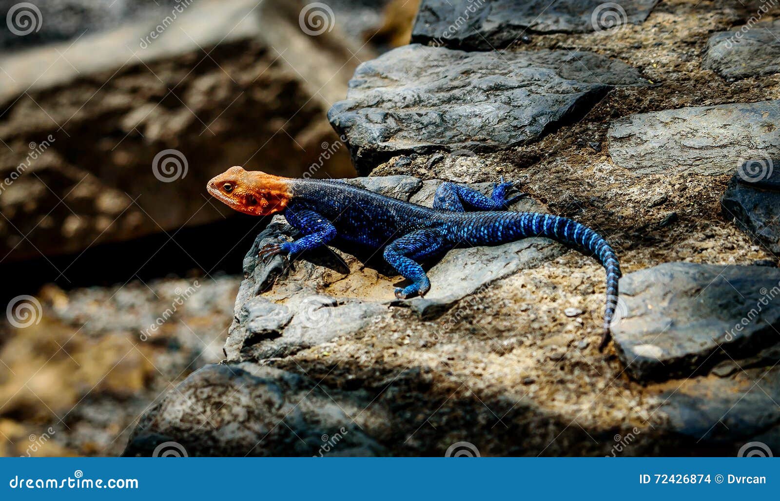 A Lizard Standing Still And Posing In A Rainforest. Reptile Profile ...