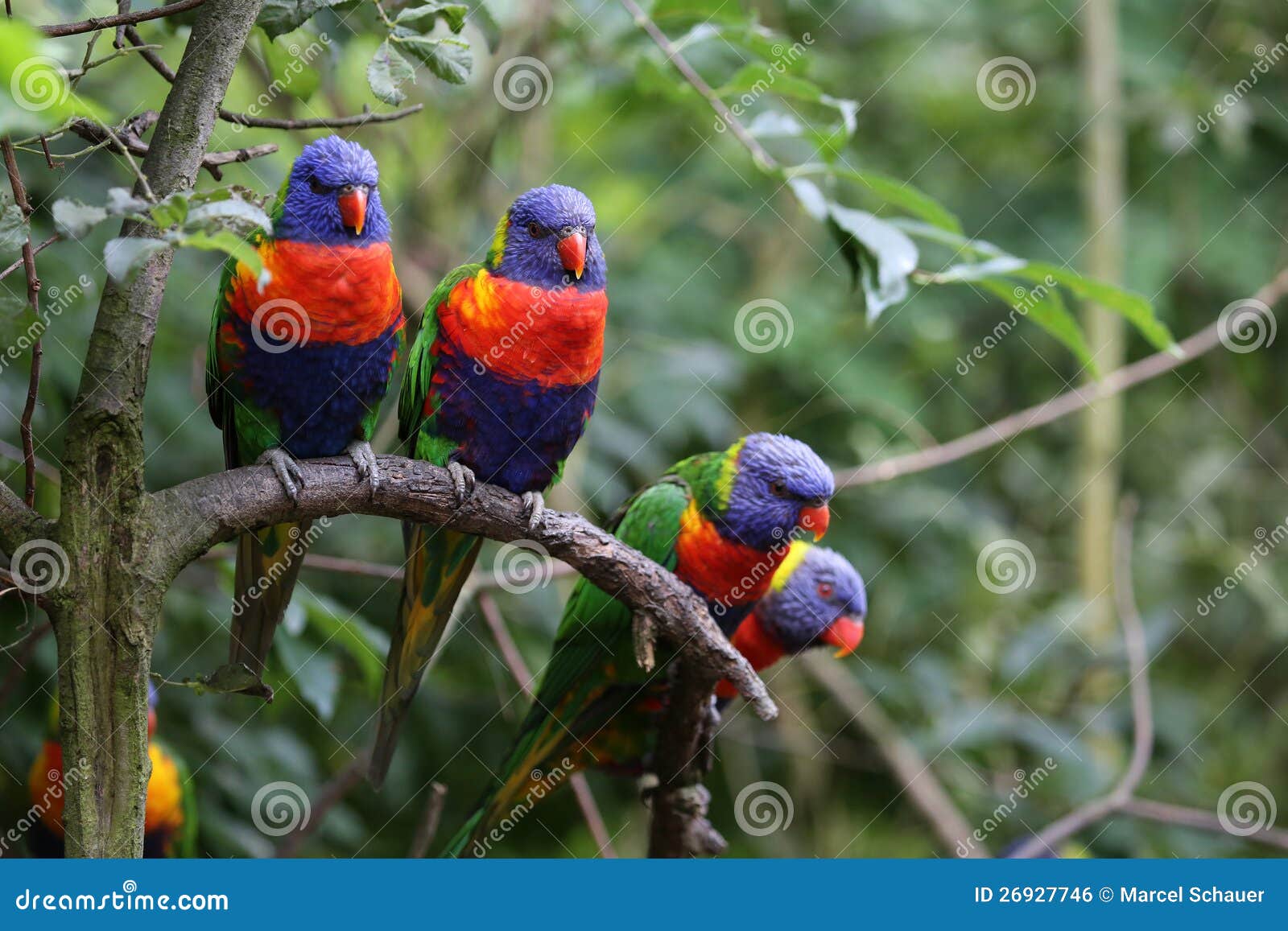 Rainbow Lori Trichoglossus Moluccanus Close-up Of Young Bird I Royalty ...