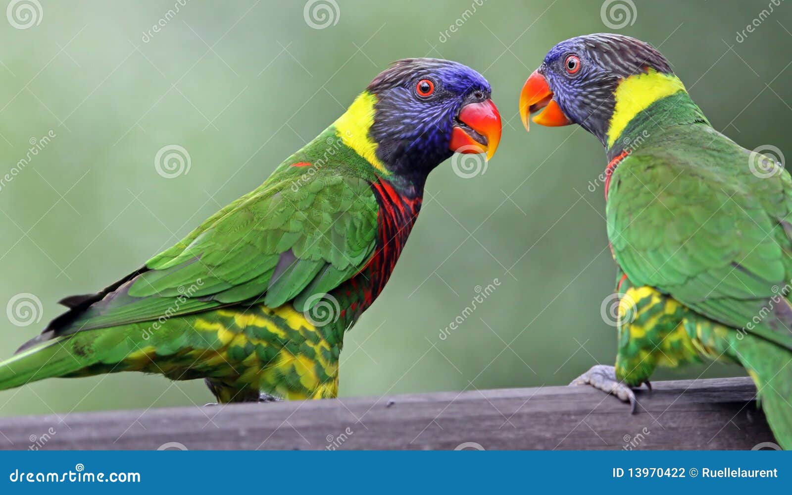 Rainbow lories stock photo. Image of parrot, green, australia - 13970422