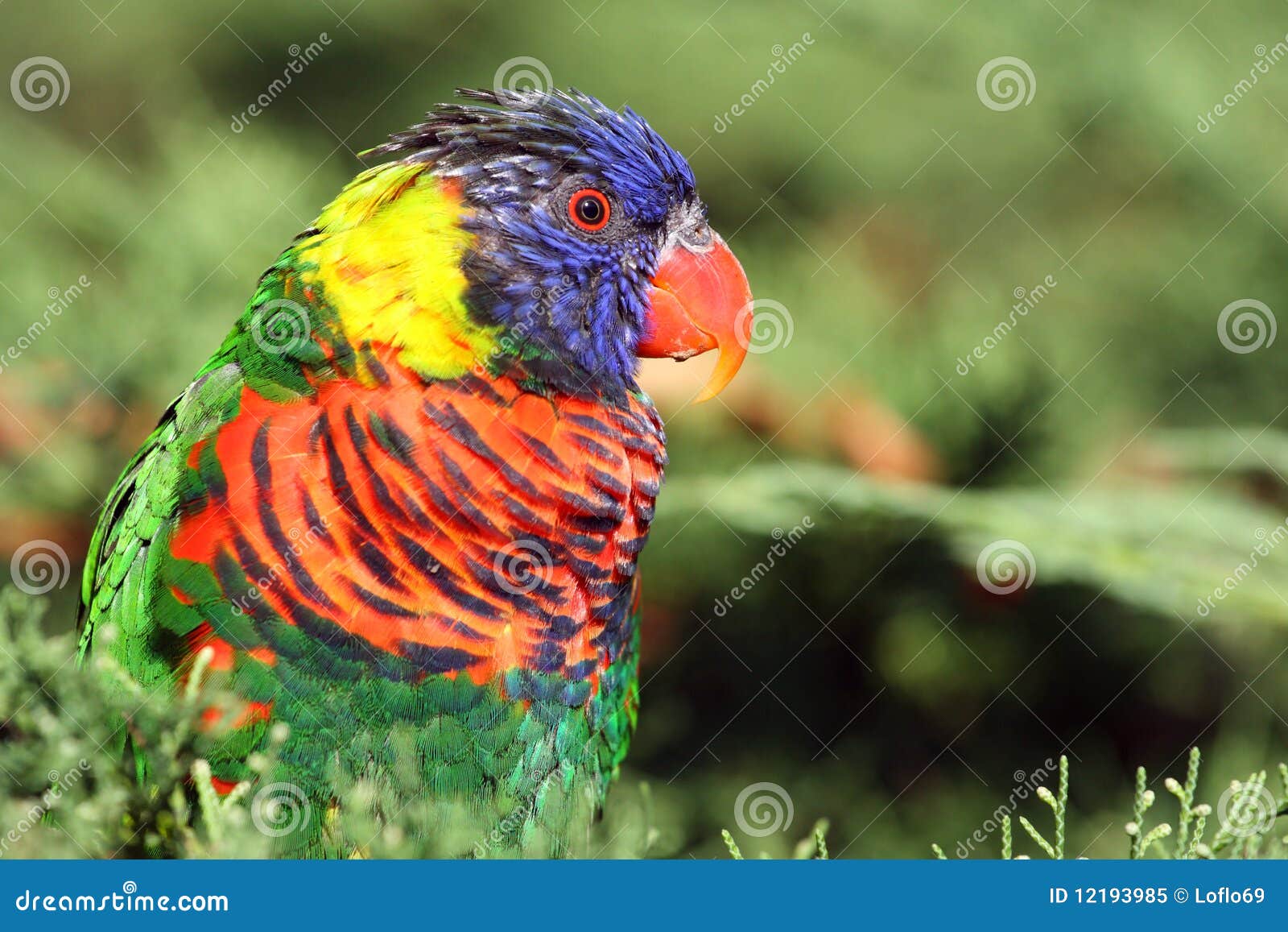 Rainbow Lorikeet stock image. Image of colourful, colors - 12193985