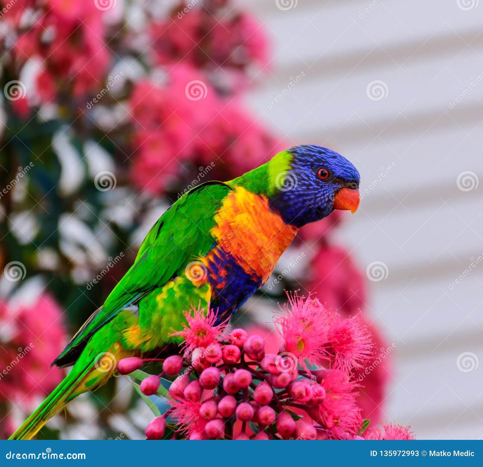 Beautiful Rainbow Lorikeet Bird Stock Image - Image of australia ...