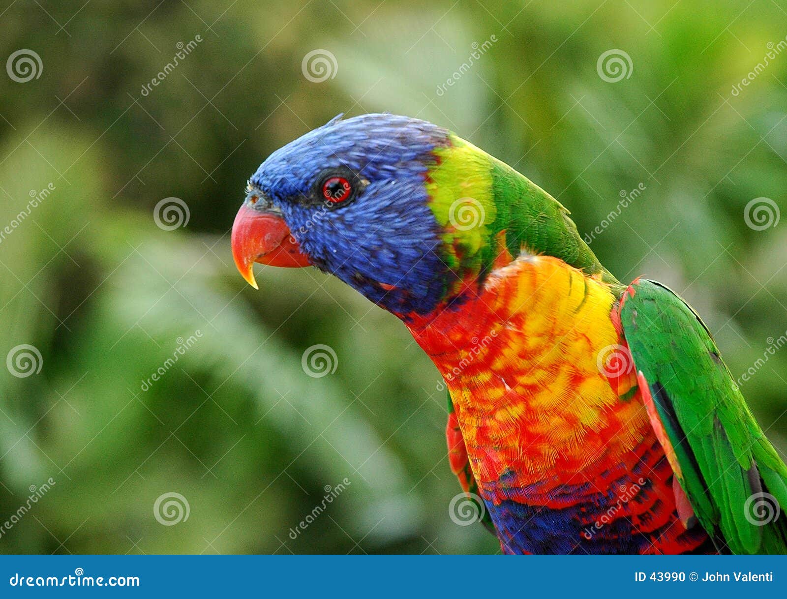 Rainbow Lorikeet Pair Birds In Love Stock Photography | CartoonDealer ...