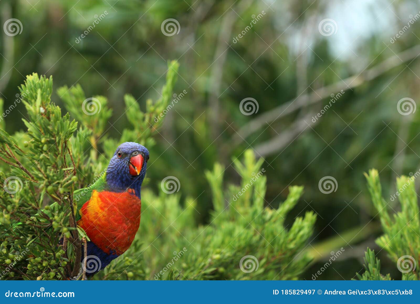 Rainbow Lori Trichoglossus Moluccanus Close-up Of Young Bird I Royalty ...