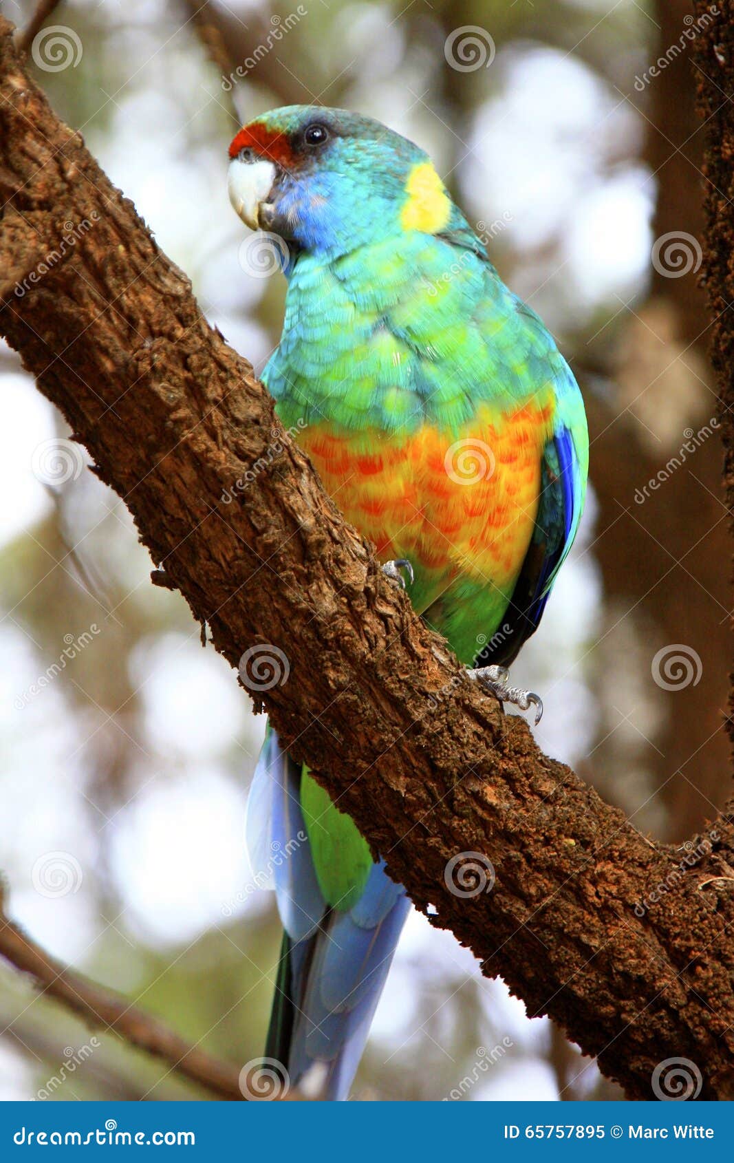 Rainbow Lorikeet, Australia Stock Image - Image of currumbin, nature ...