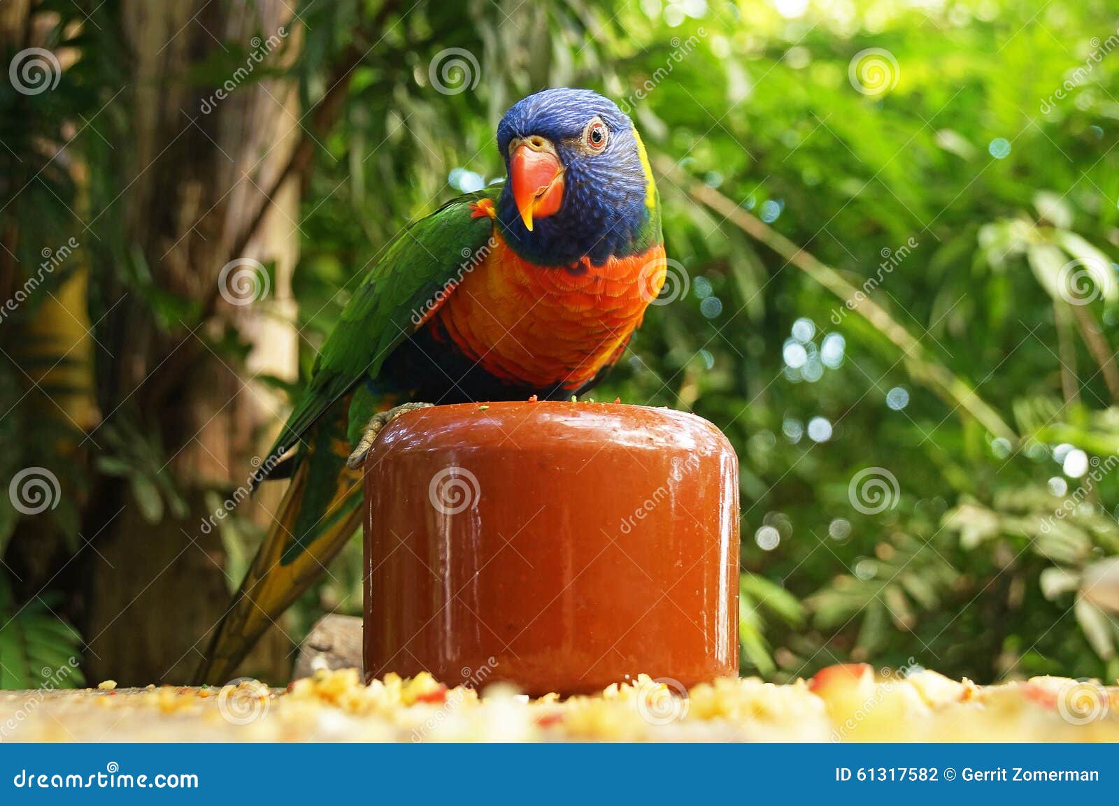 Rainbow lorikeet stock photo. Image of colourful, parakeet - 61317582