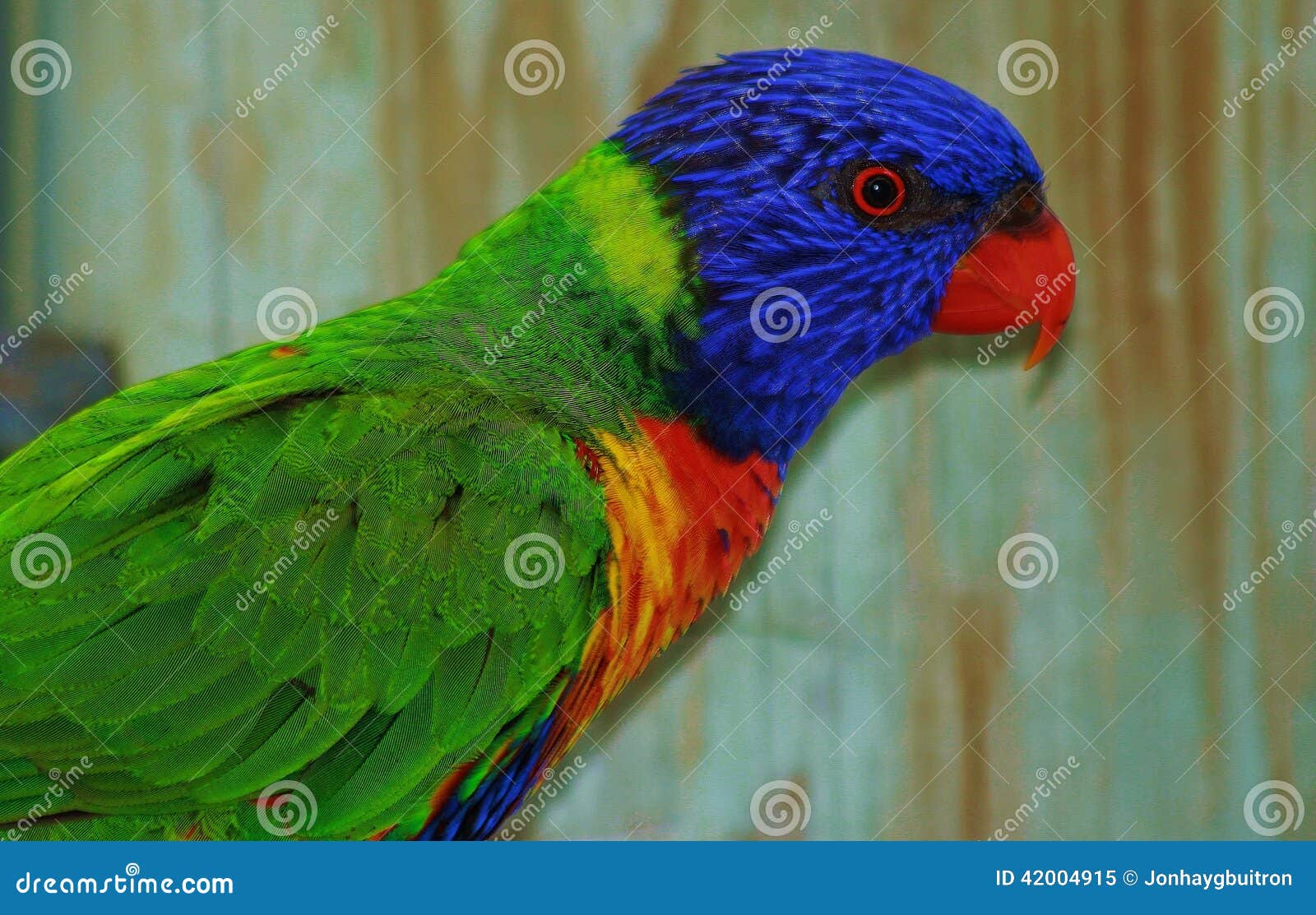Rainbow Lorikeet stock image. Image of bird, portraits - 42004915