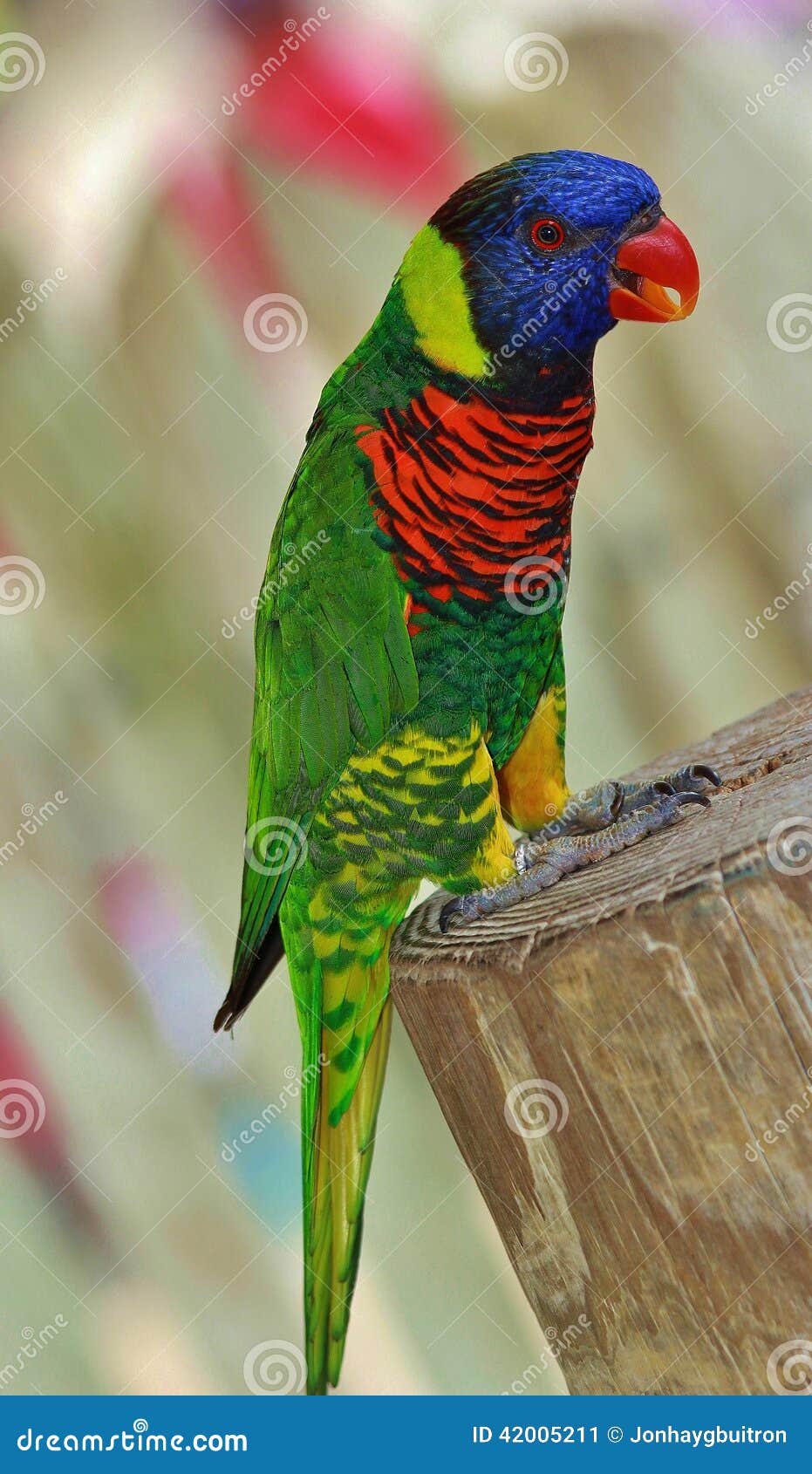 Rainbow Lorikeet stock image. Image of exotic, beak, perico - 42005211