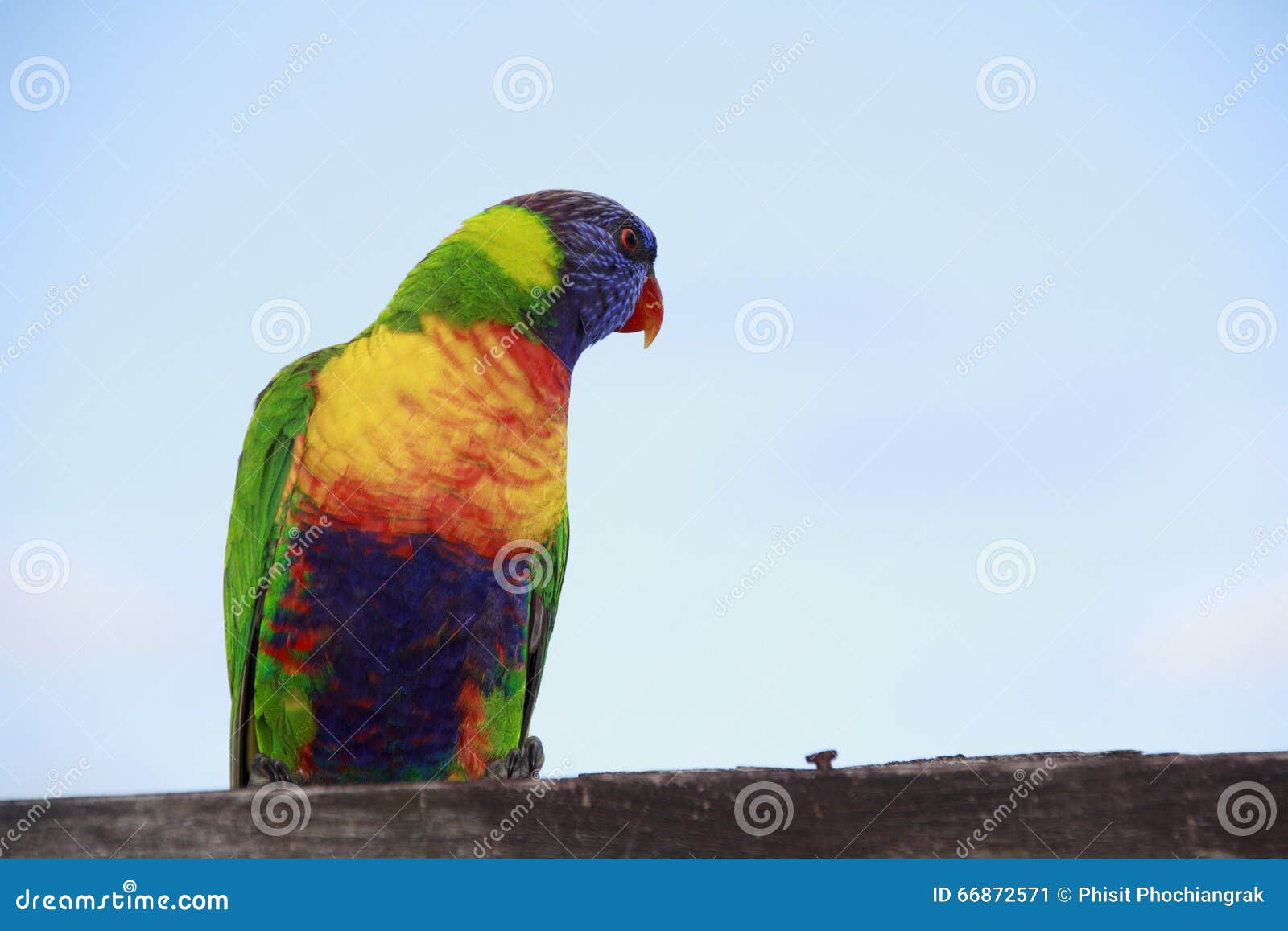 Rainbow Lorikeet stock image. Image of lory, color, australia - 66872571