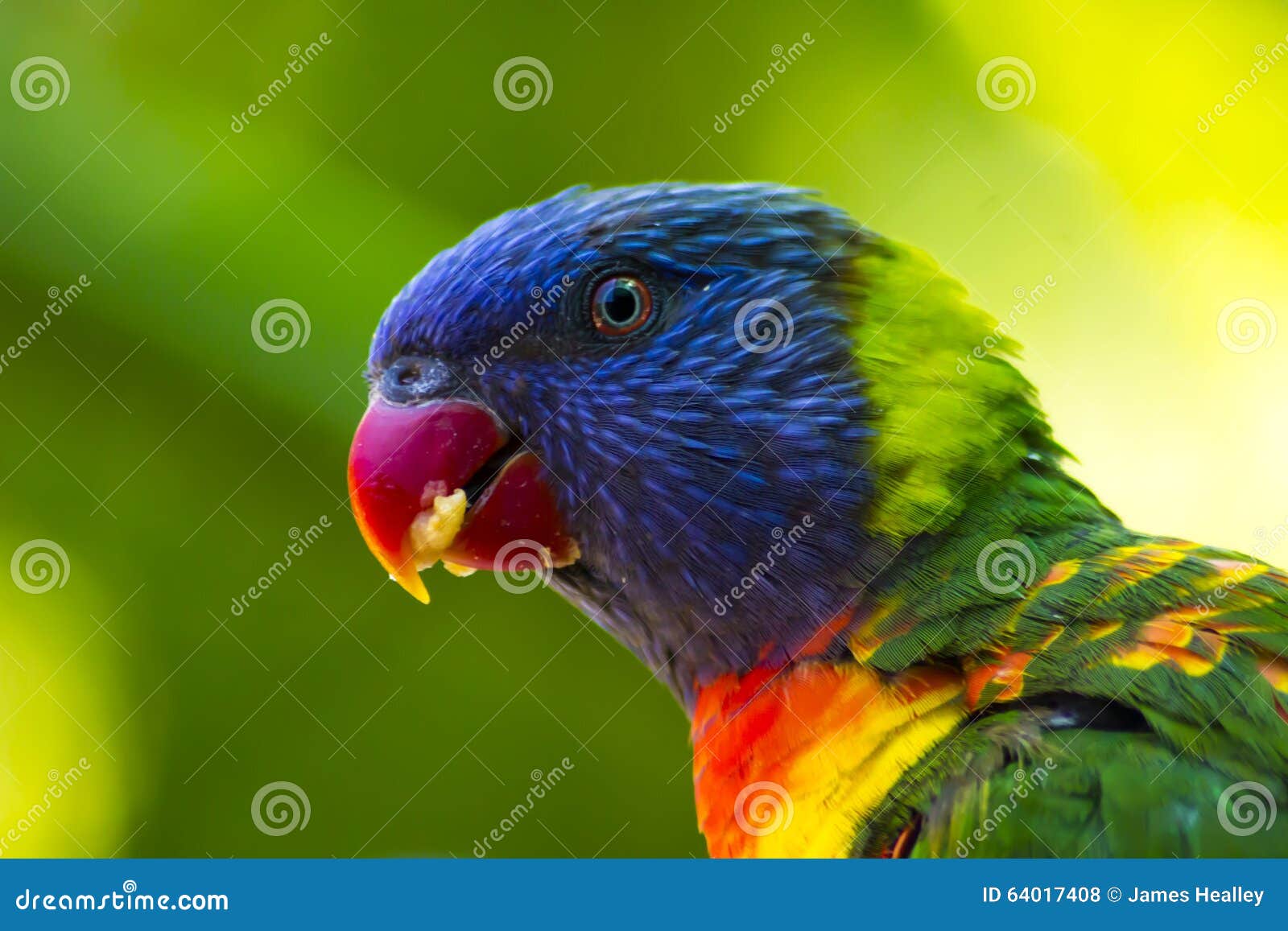 Rainbow Lorikeet eating stock photo. Image of color, australia - 64017408