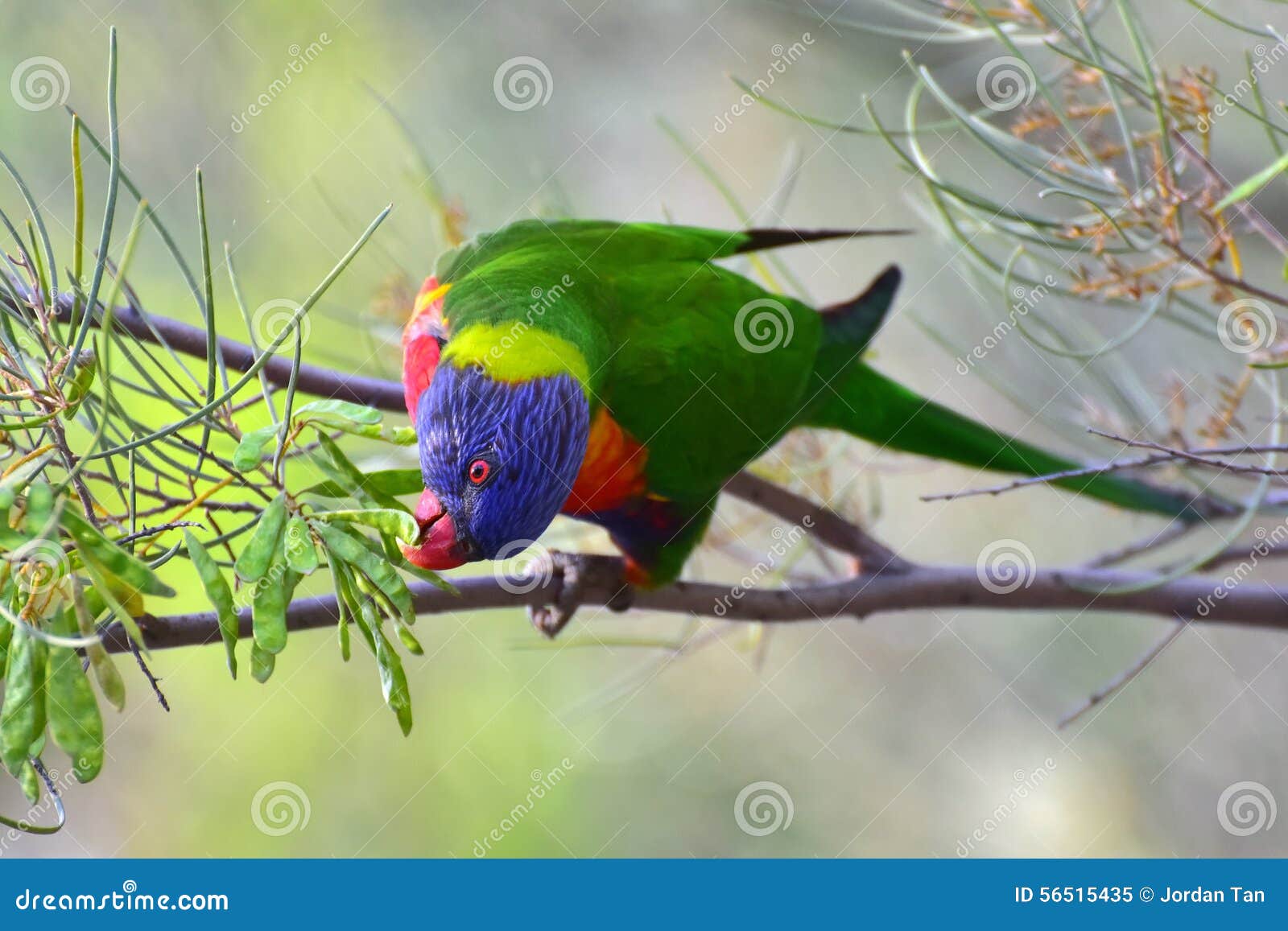 Rainbow Lorikeet Eating on a Tree Stock Image - Image of garden, tree ...