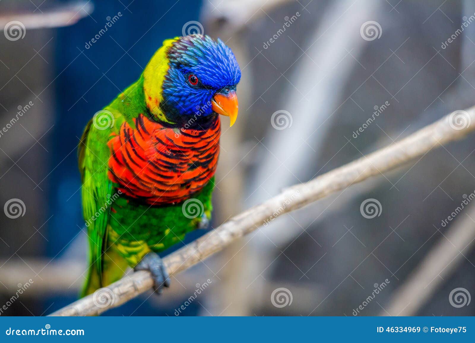 Rainbow Lorikeet parrot stock image. Image of australia - 46334969