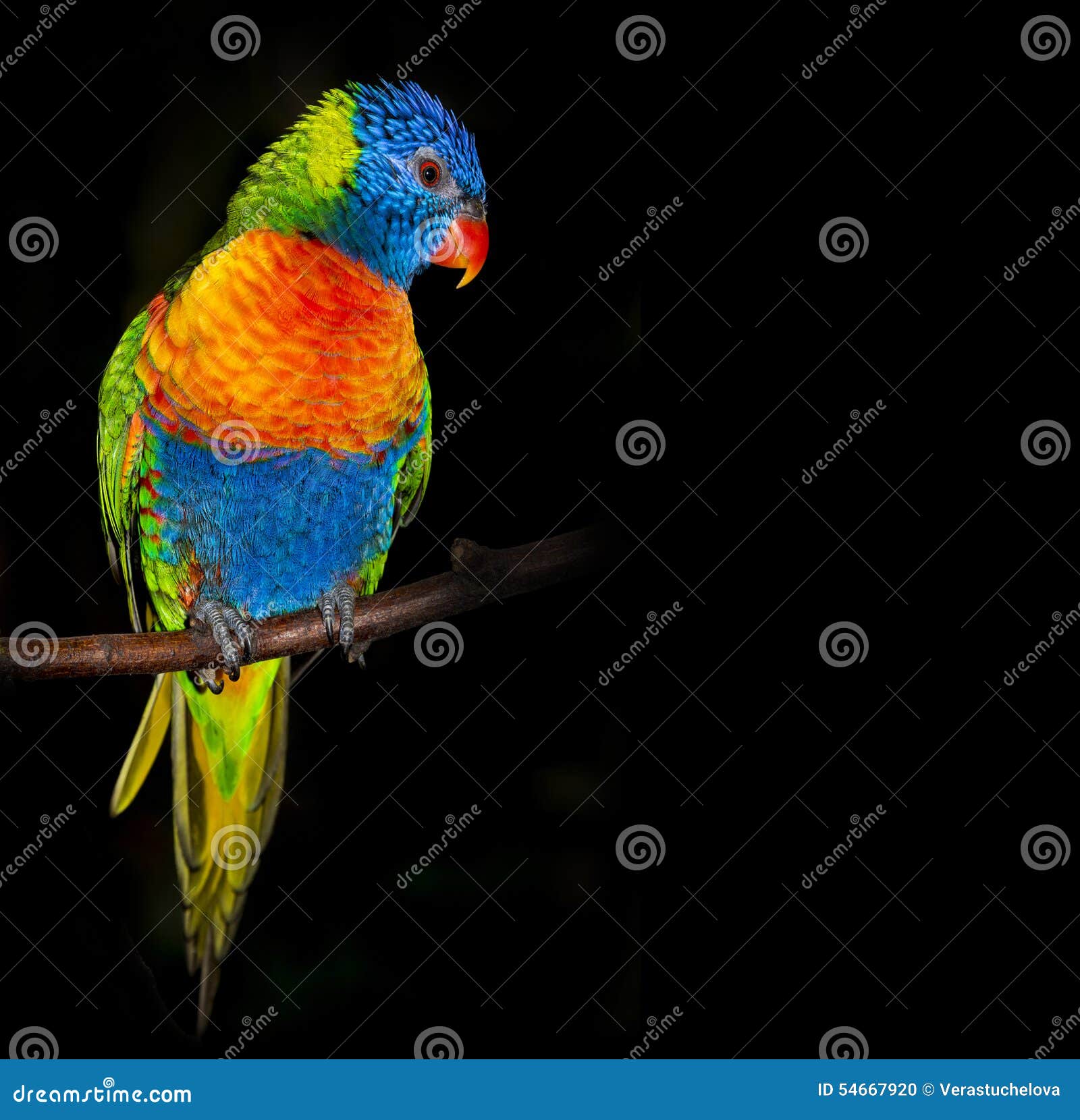 Rainbow Lorikeet Parrot Stock Photo | CartoonDealer.com #54667920