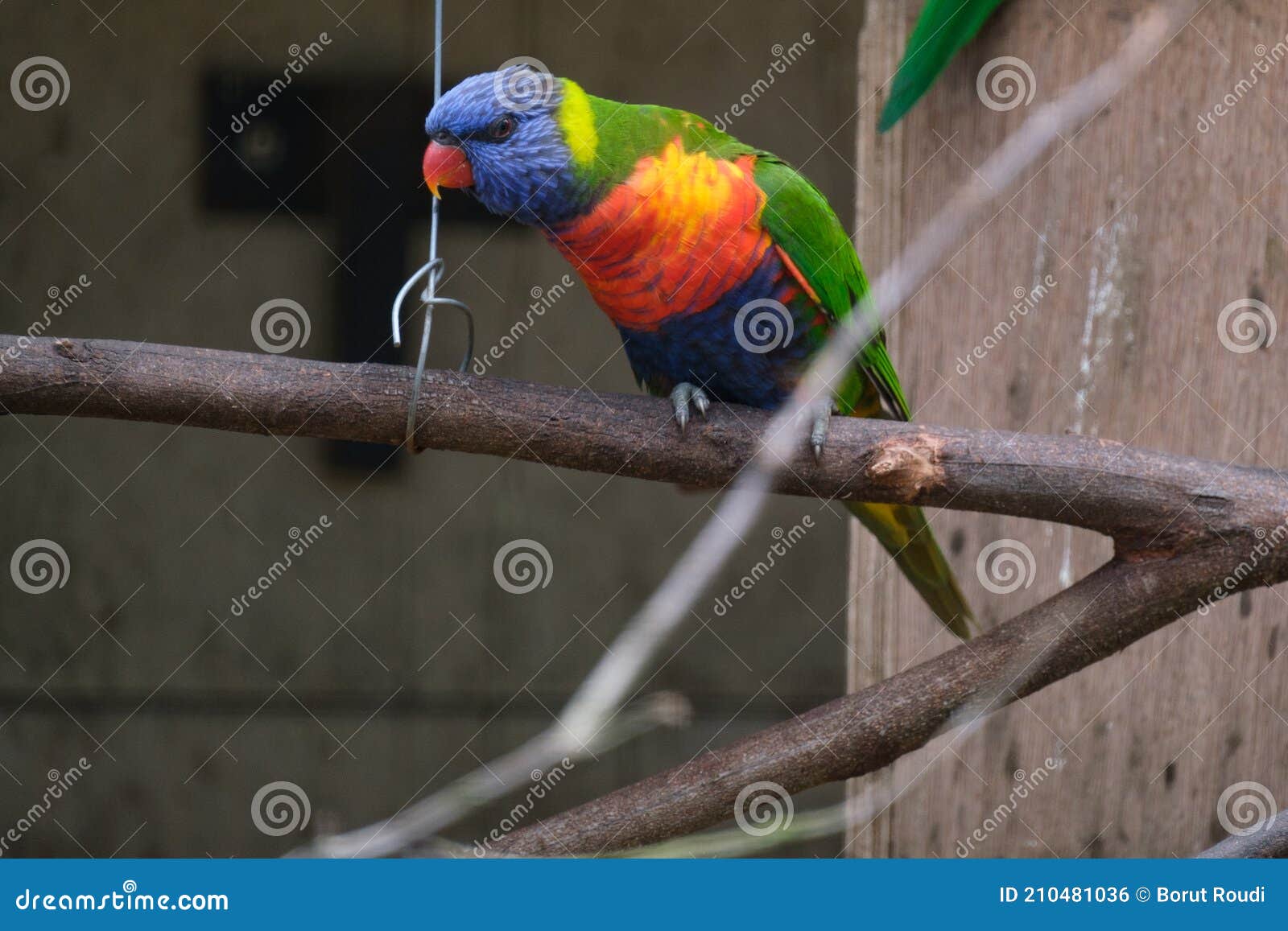 Rainbow Lorikeet Perching on the Branch Stock Photo - Image of moves ...