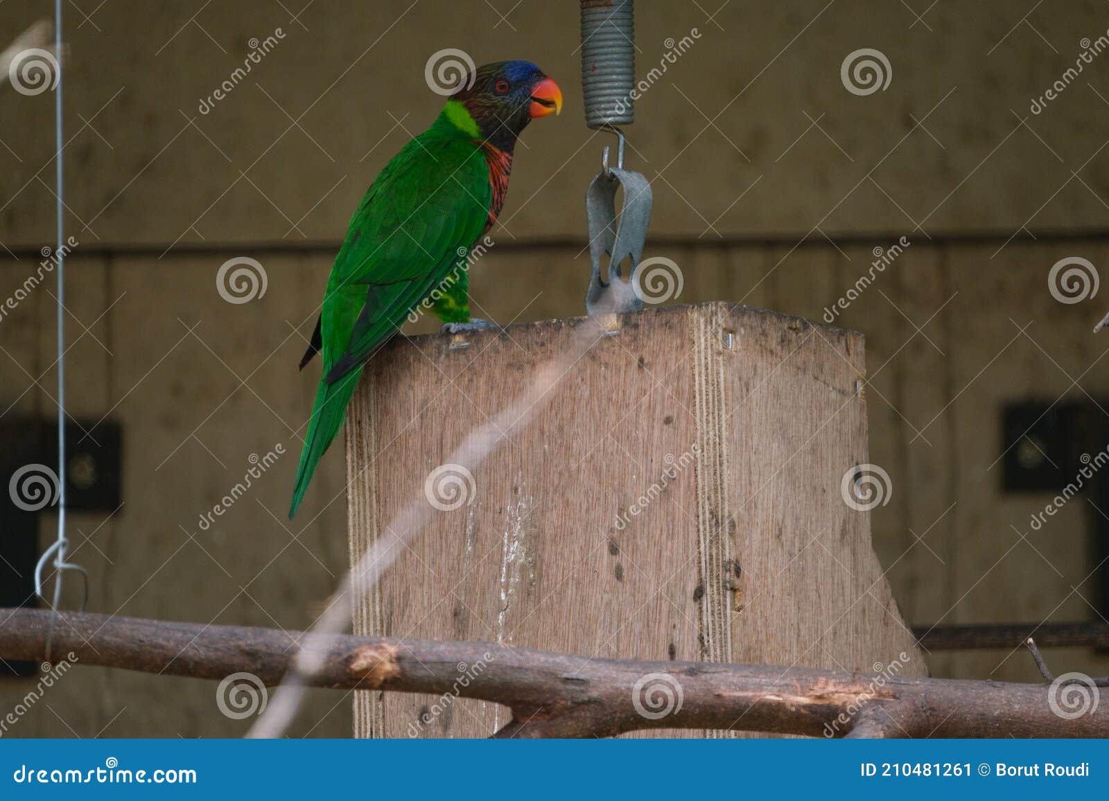 Rainbow Lorikeet Perching on the Branch Stock Image - Image of peering ...