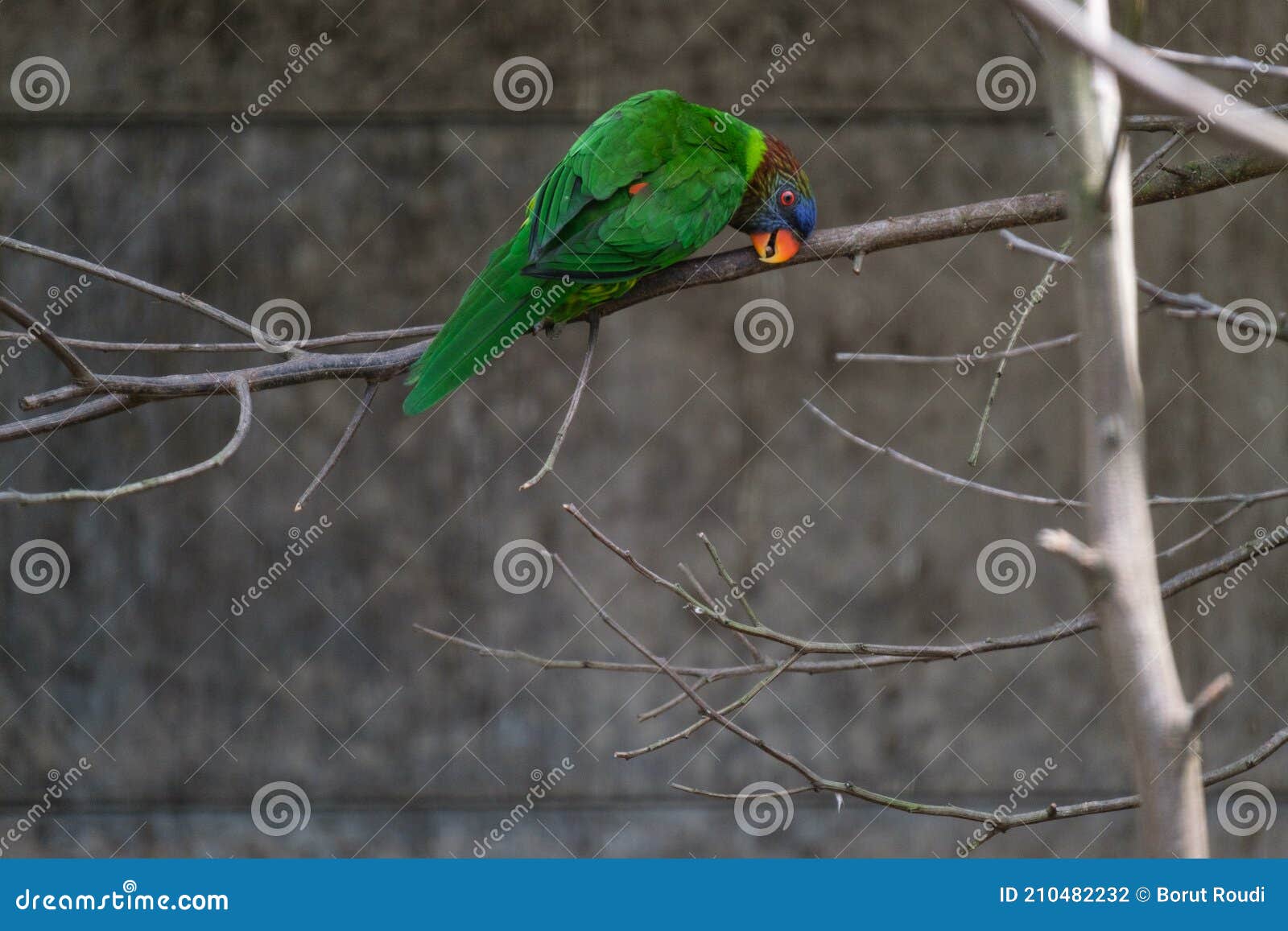 Rainbow Lorikeet Perching on the Branch Stock Photo - Image of clear ...