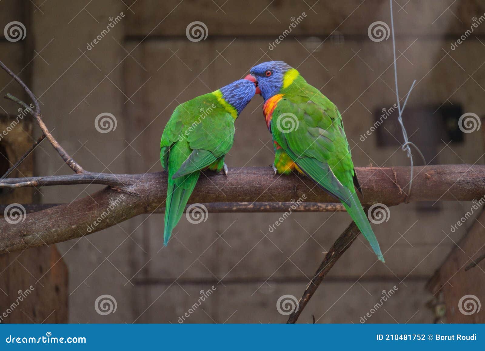 Rainbow Lorikeet Perching on the Branch and Regurgitating To One ...