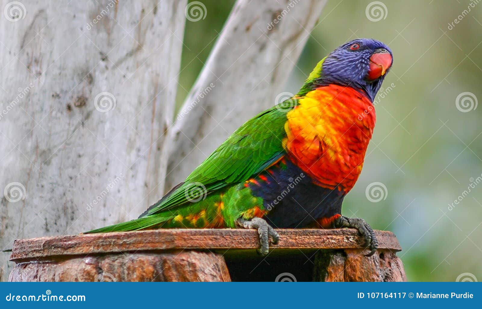 Rainbow Lorikeet Sitting on the Top of a Bird Box Stock Image - Image ...