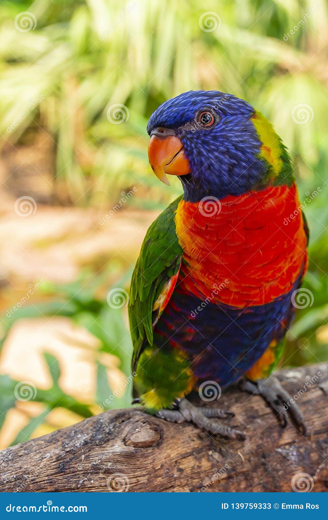 The Rainbow Lorikeet Trichoglossus Moluccanus with Its Beautiful ...