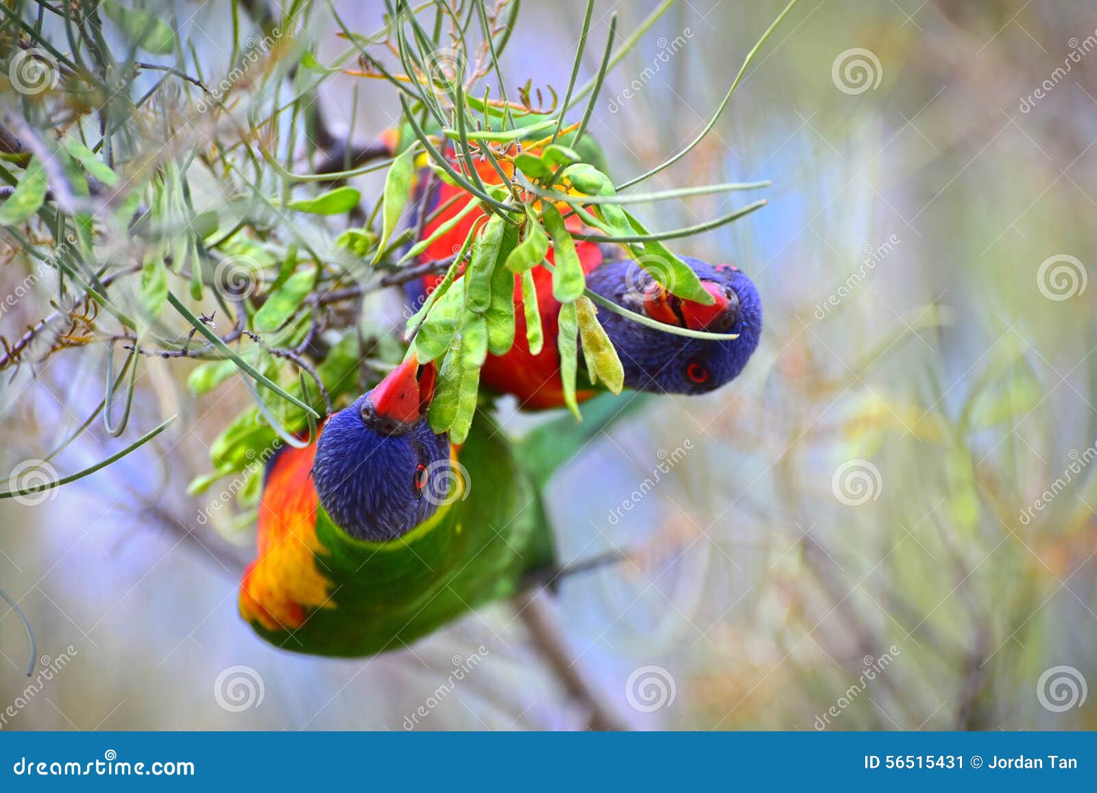 Rainbow Lorikeets Eating on a Tree Stock Image - Image of green, bird ...