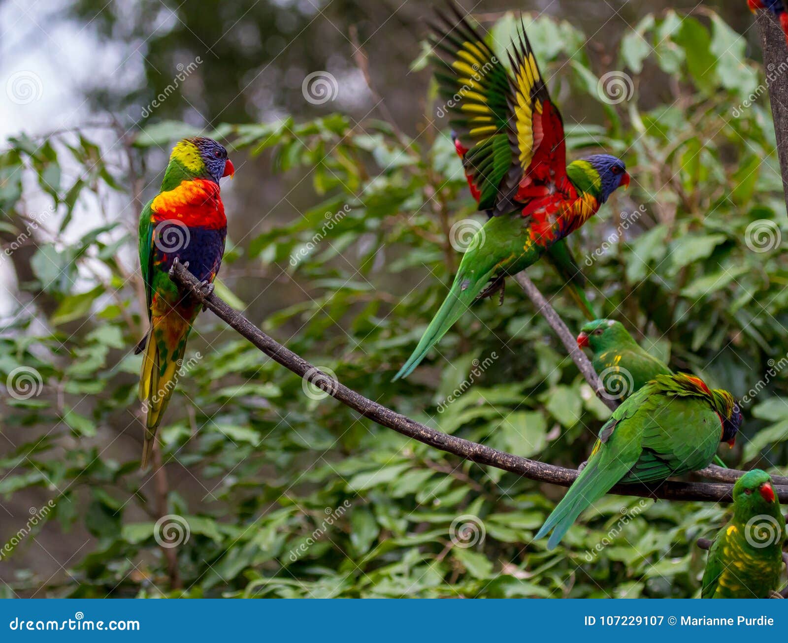 Rainbow Lorikeets Perched on a Branch with One Flying Off Stock Image ...